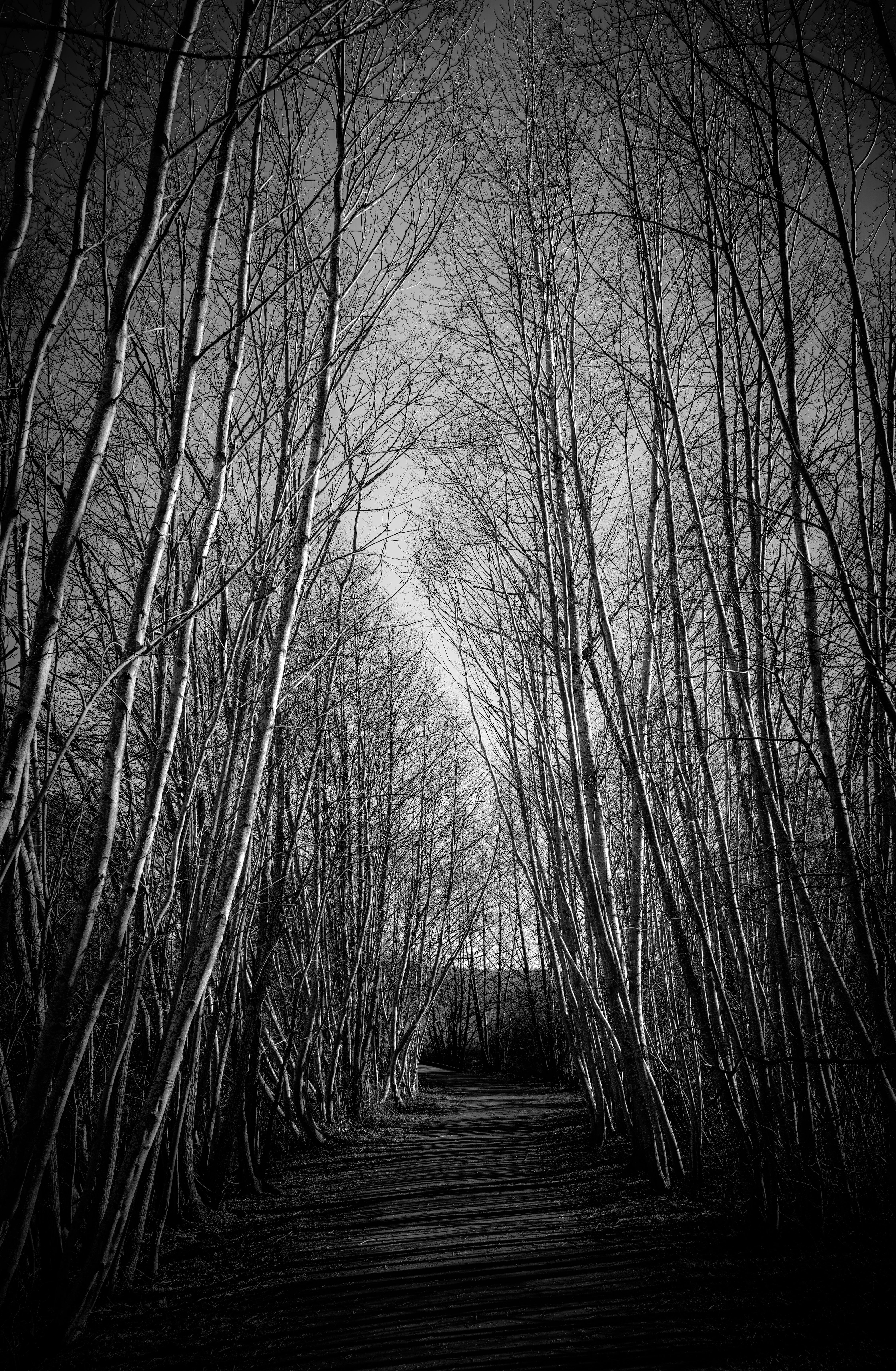 Path through a Forest of Leafless Trees · Free Stock Photo
