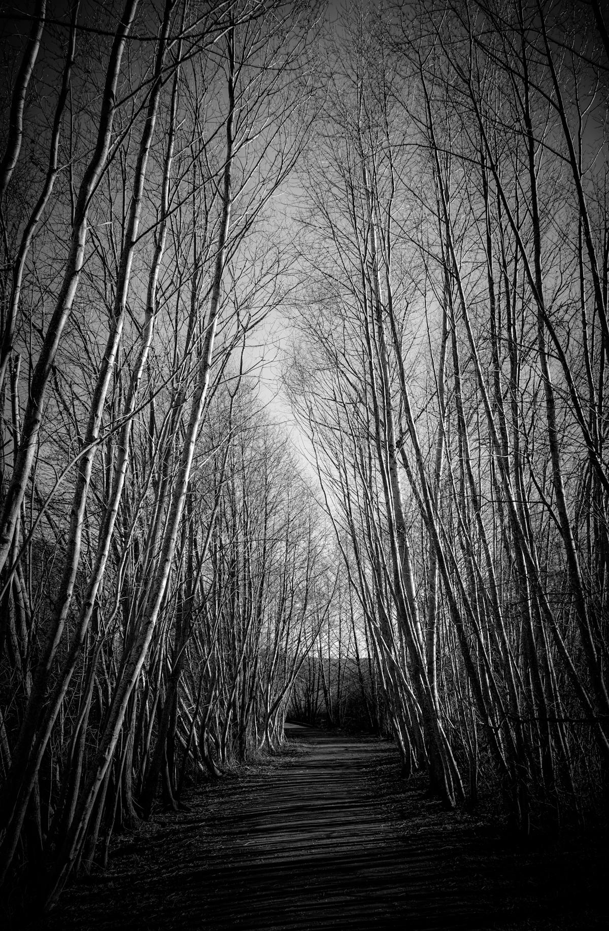 Forest Paths Photos, Download The BEST Free Forest Paths Stock Photos ...