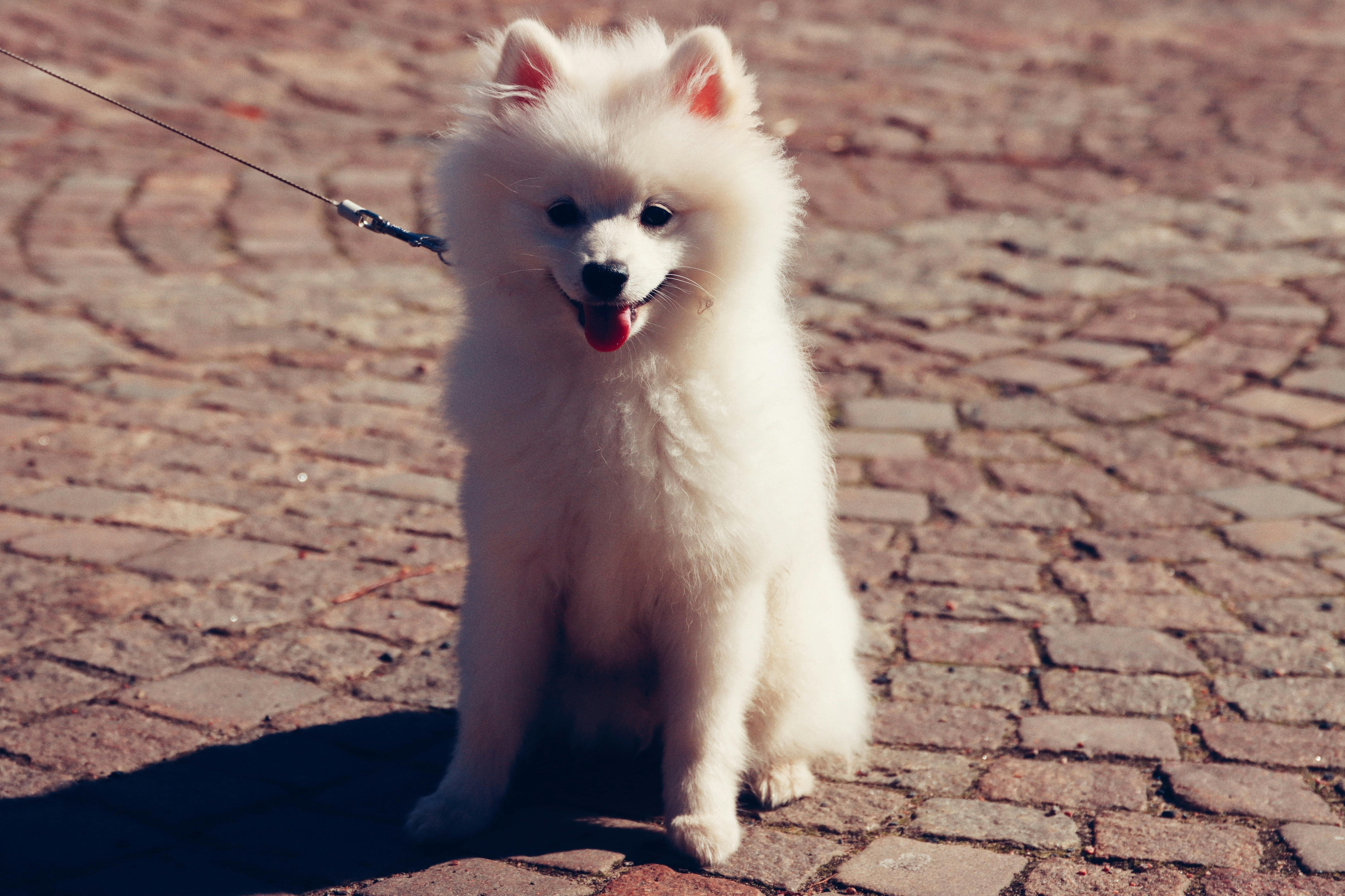 Puppy Sitting on Pavement · Free Stock Photo