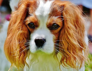 Cavalier Dog Breed Lifespan & Average Life Expectancy Guide