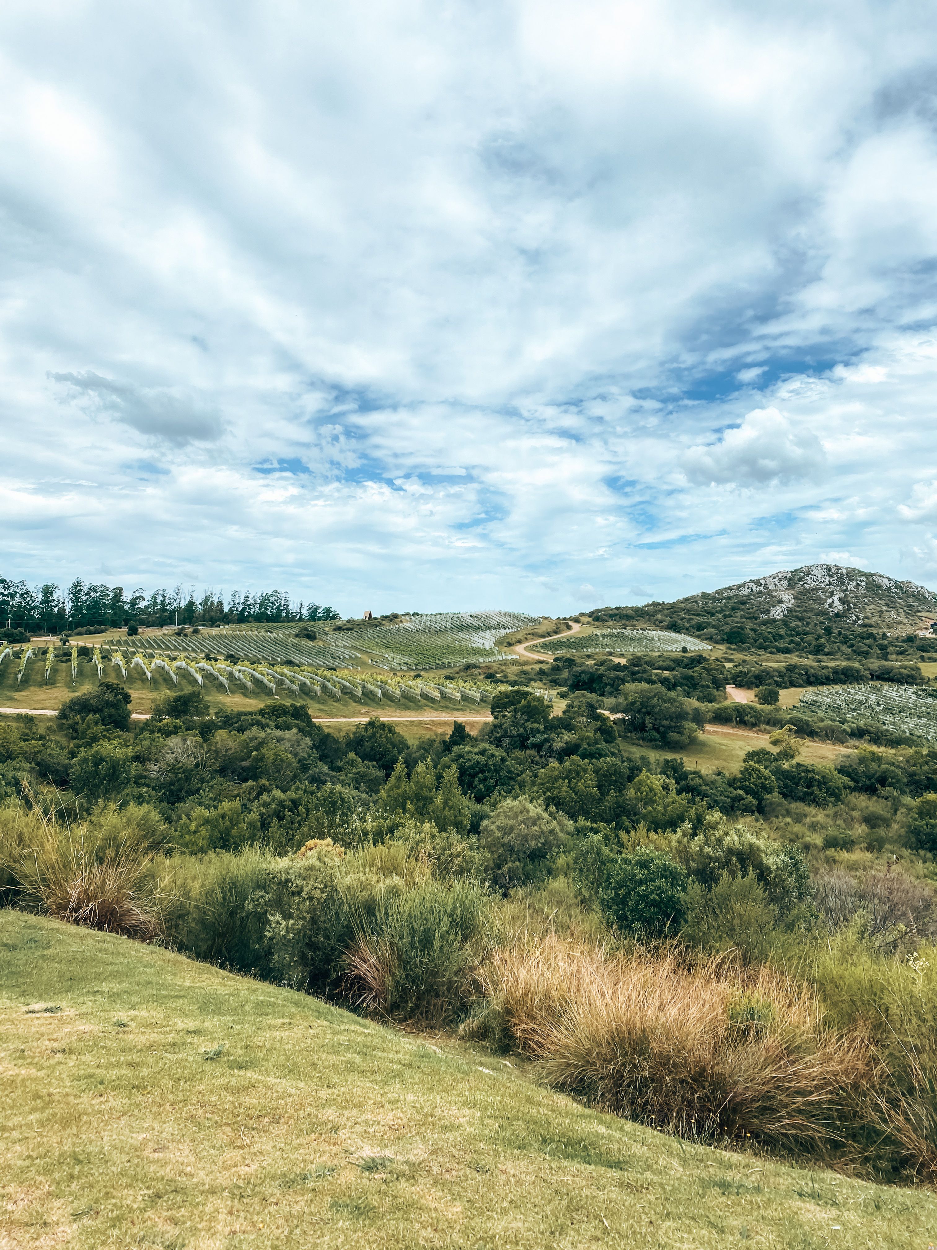 Foto de stock gratuita sobre al aire libre, américa del sur, arboles ...