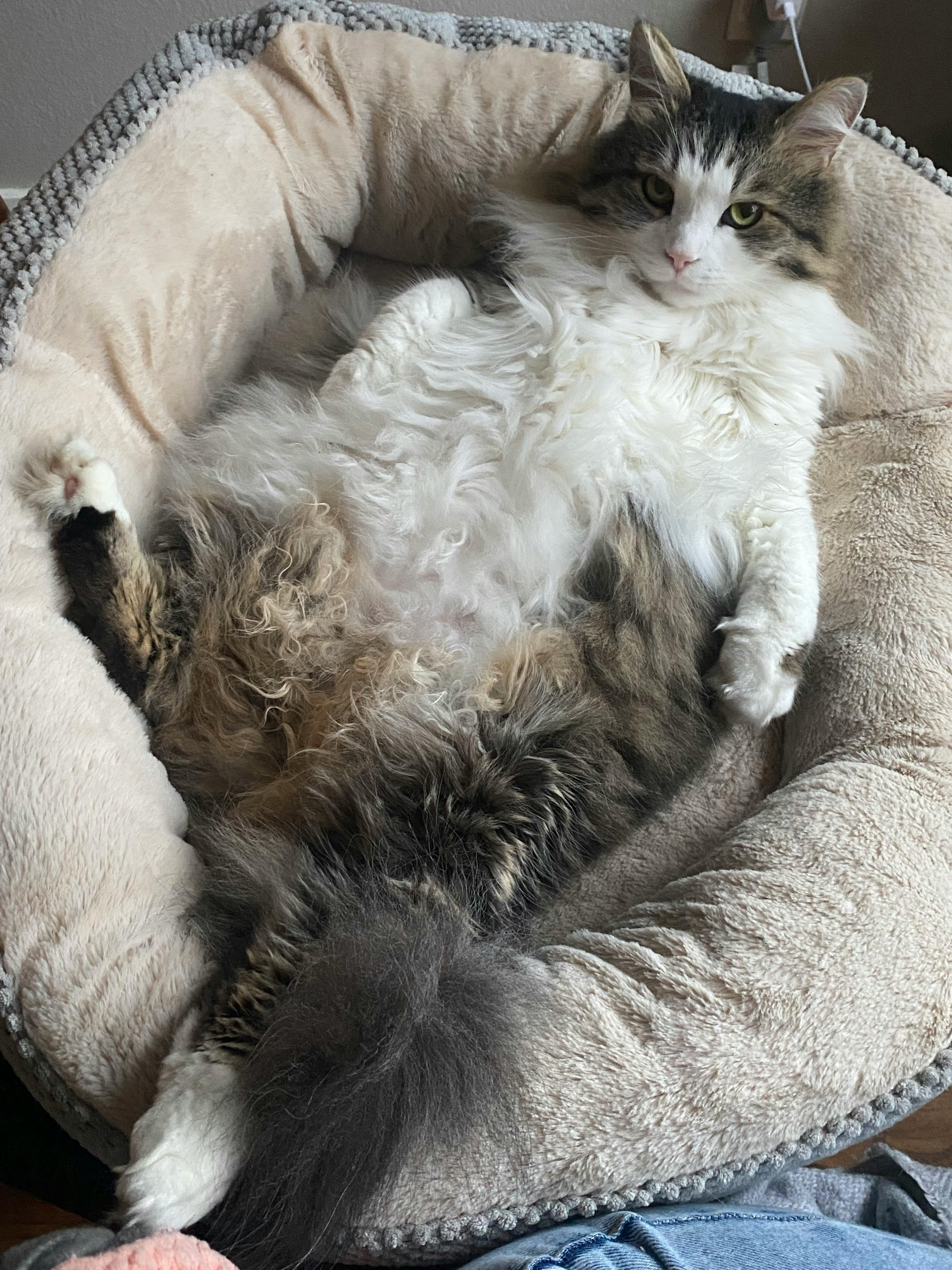 Cat Sprawled in the Pet Bed · Free Stock Photo