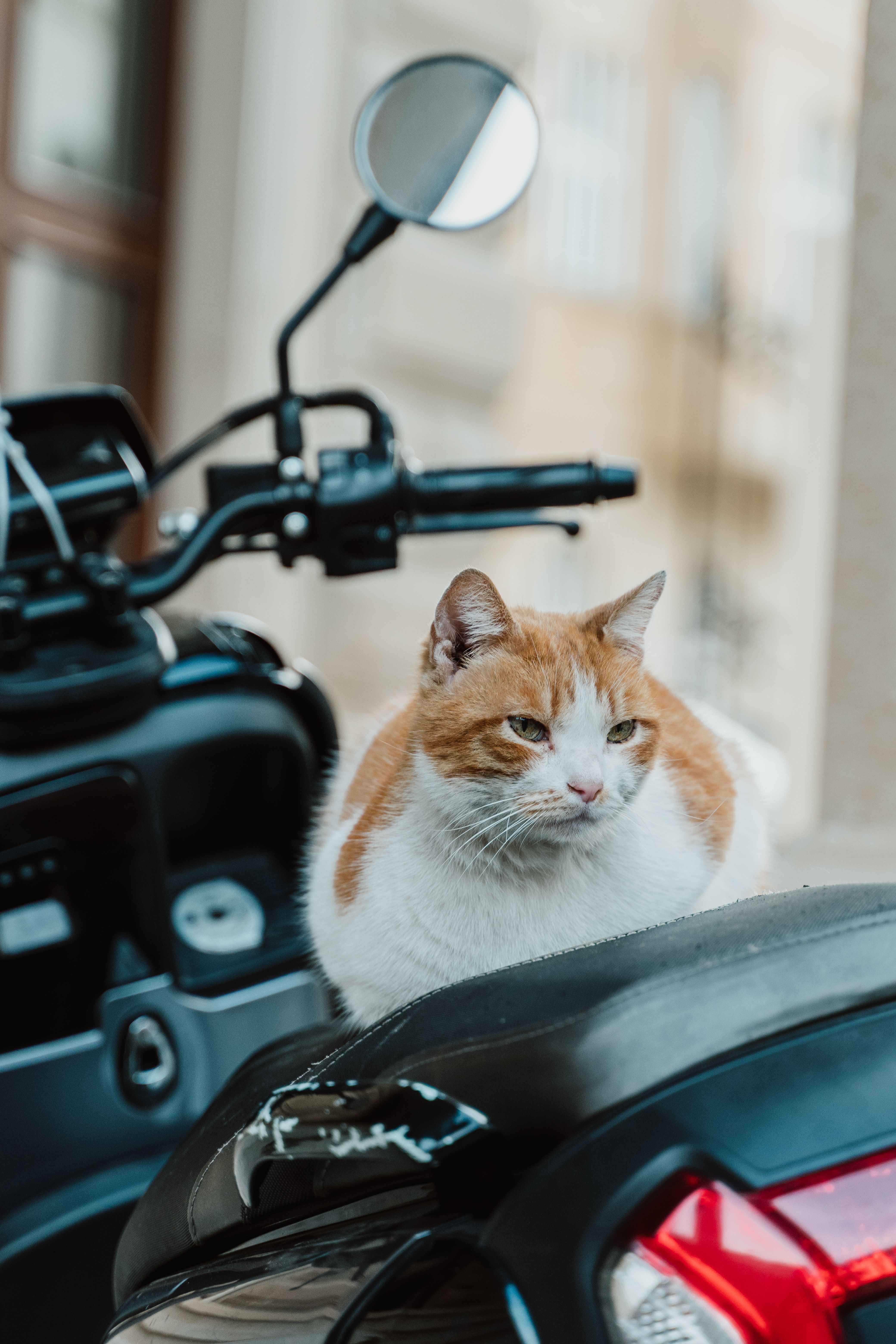 Cat on Motorcycle · Free Stock Photo