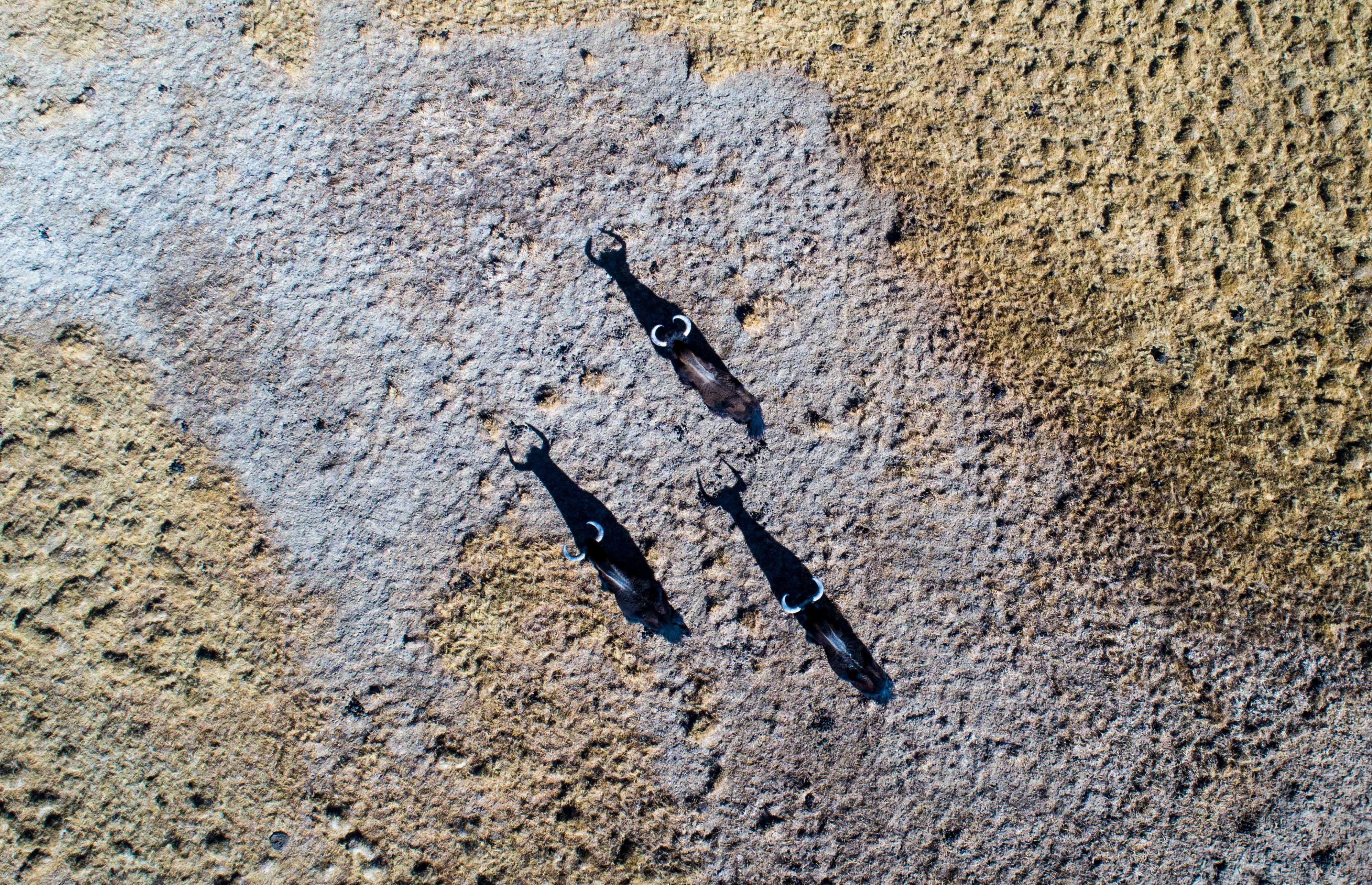 Aerial View of Cattle on a Dry Surface · Free Stock Photo