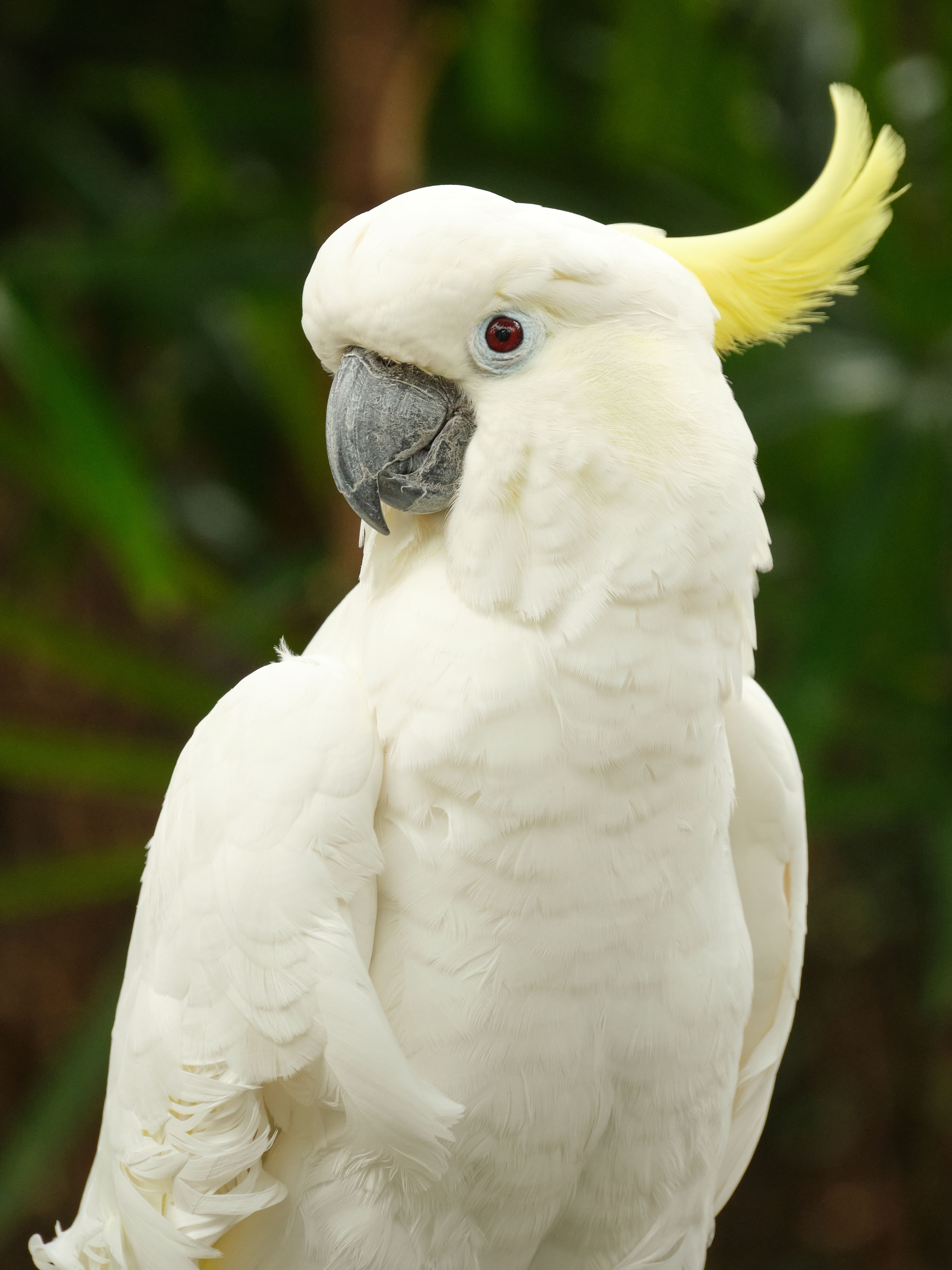 Close-up of a Sulphur-crested Cockatoo in Nature · Free Stock Photo