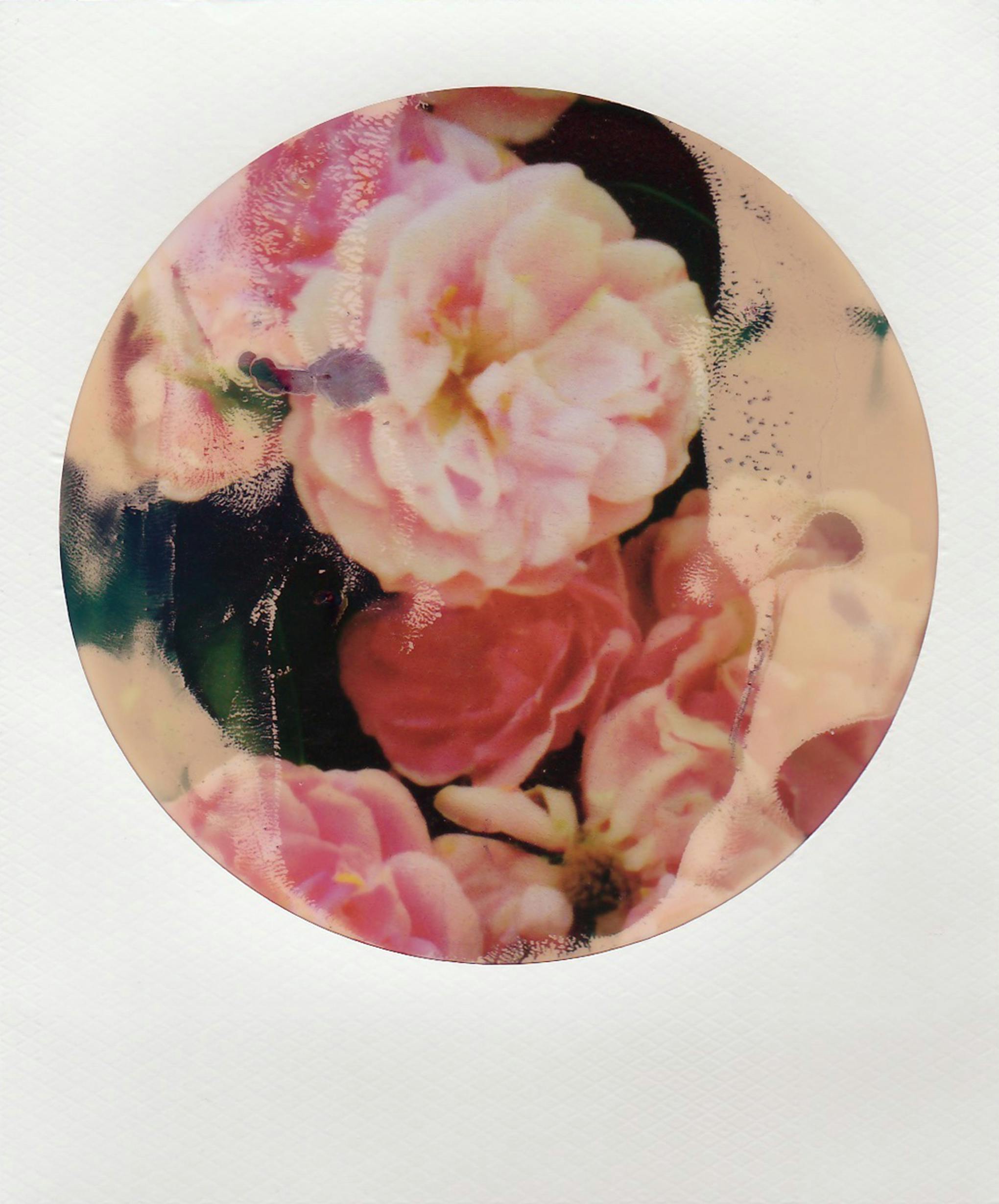 Statement Flowers Photos, Download The BEST Free Statement Flowers ...