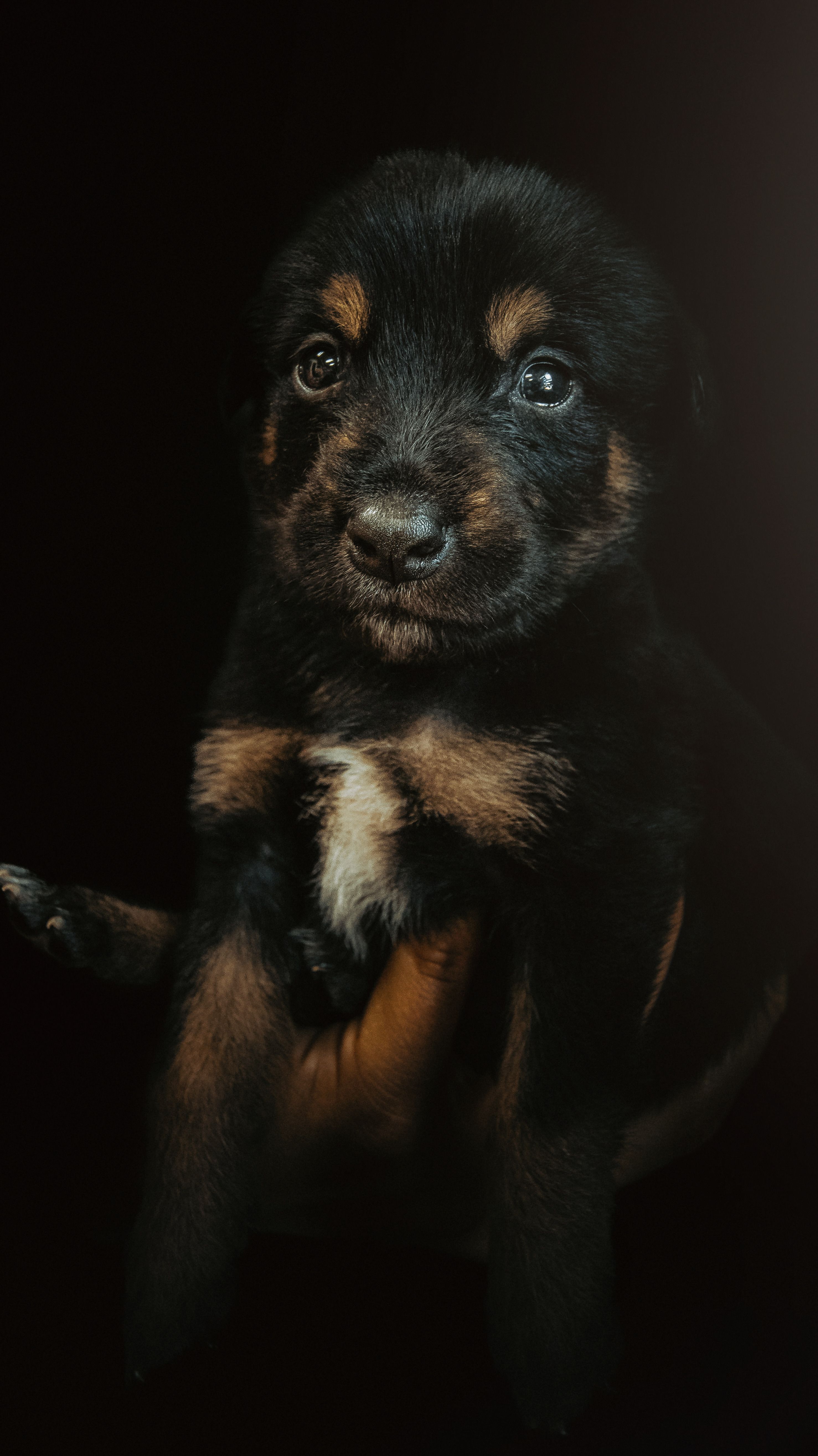 Dog Wallpapers Photos, Download The BEST Free Dog Wallpapers Stock ...