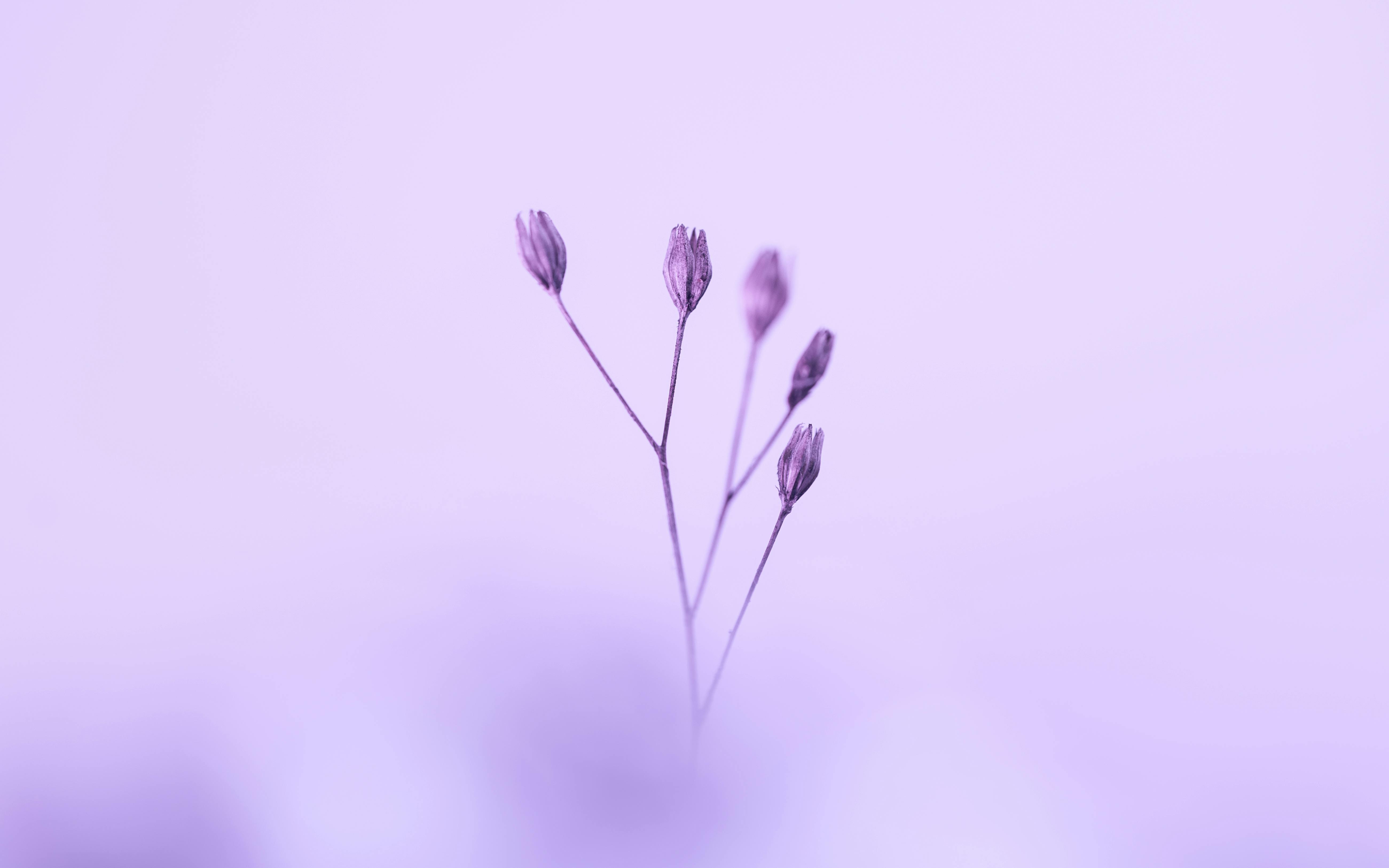 Abstract Lavender Photos, Download The BEST Free Abstract Lavender ...