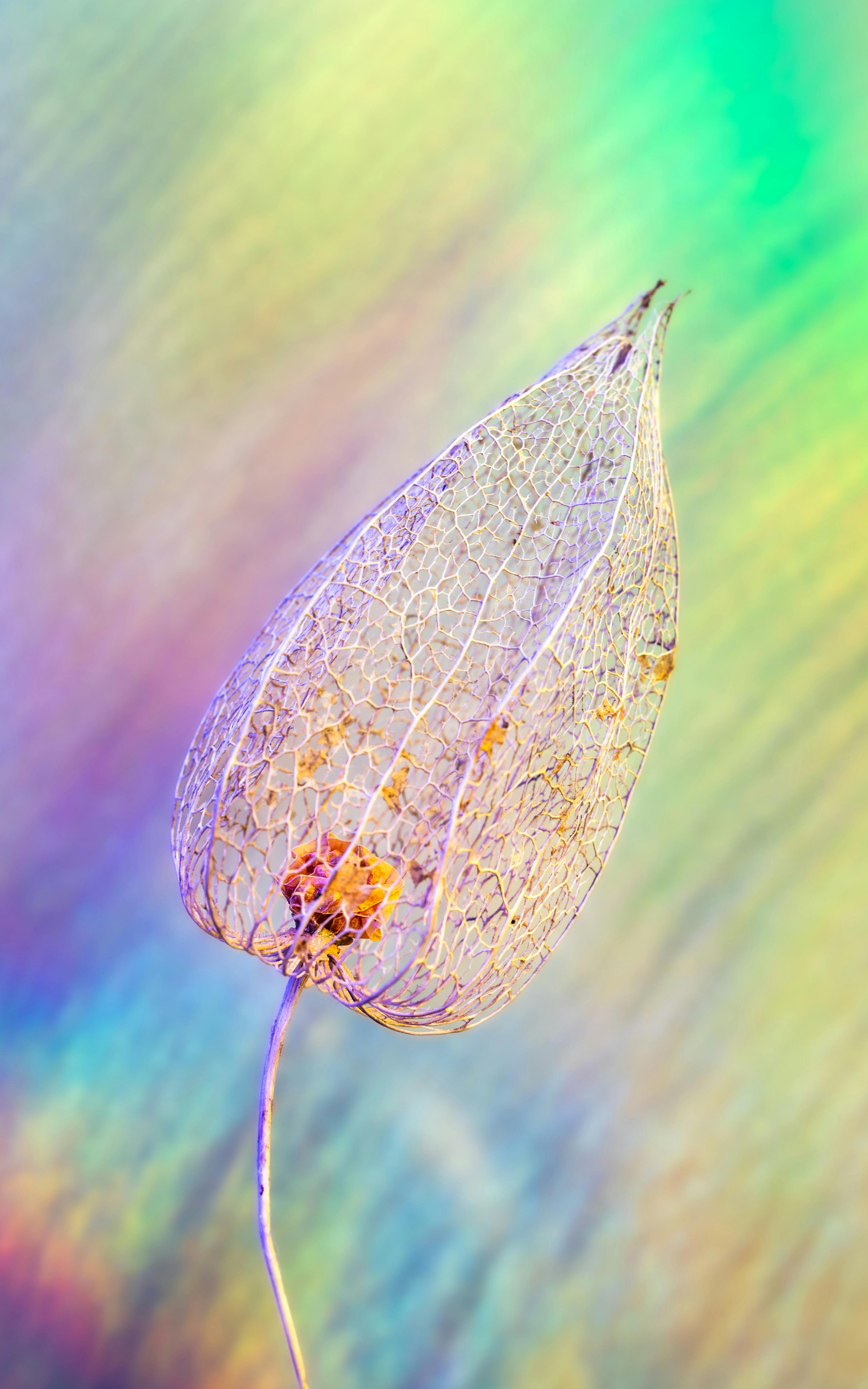 Pearl cage. · Free Stock Photo