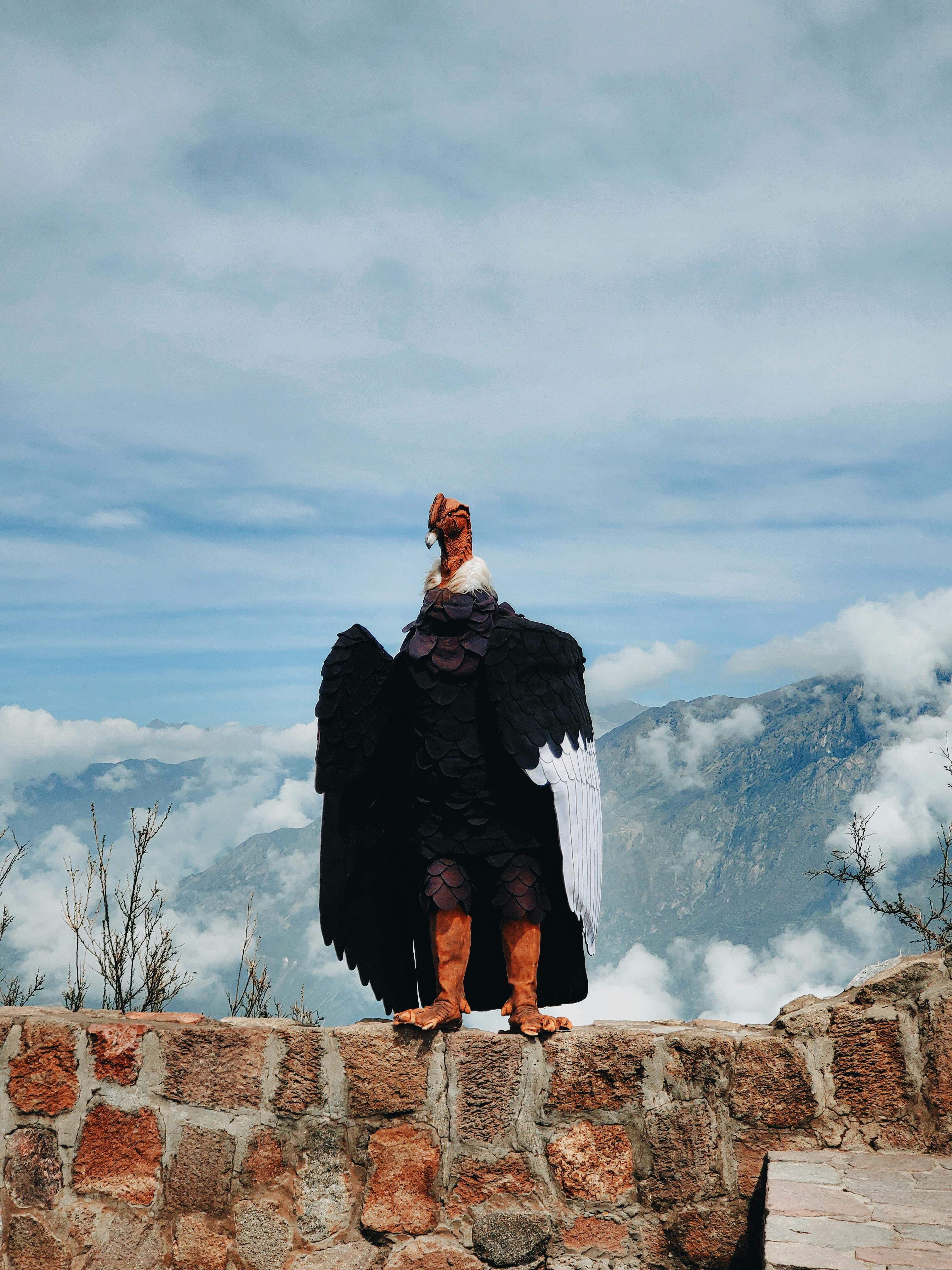 Person Posing in Condor Costume · Free Stock Photo