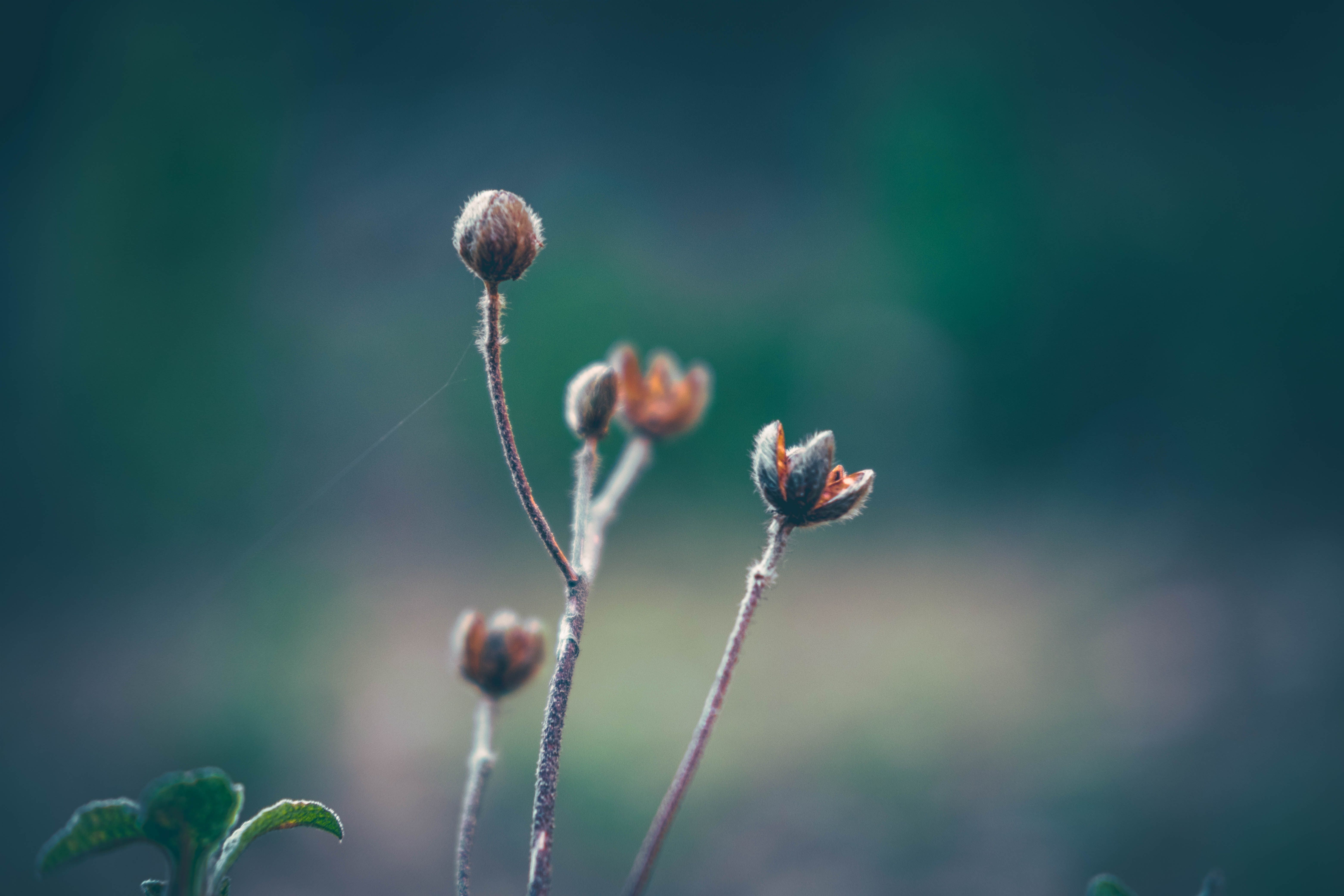 Flowers Buds in Nature · Free Stock Photo