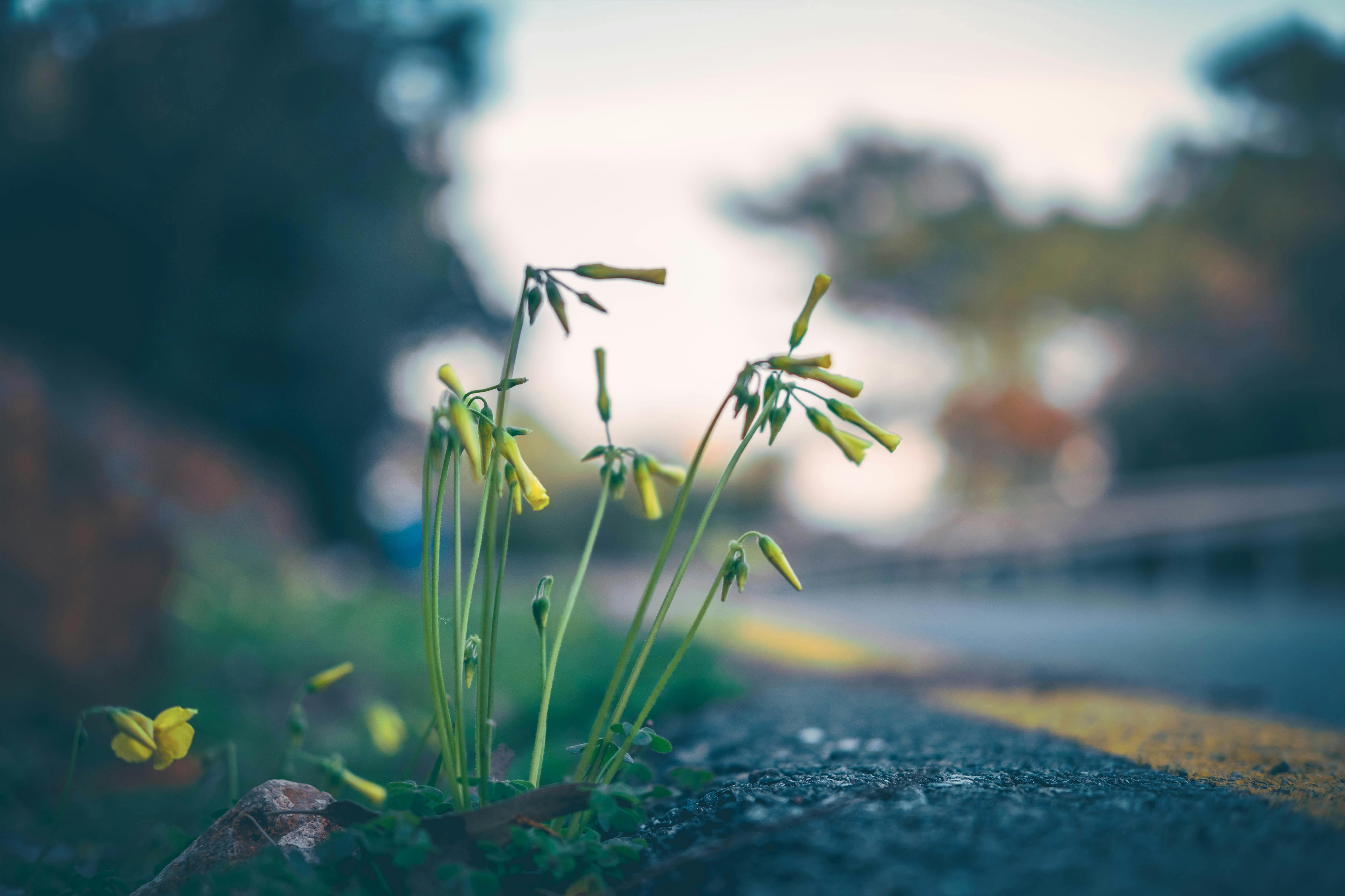 Yellow Flowers near Road · Free Stock Photo