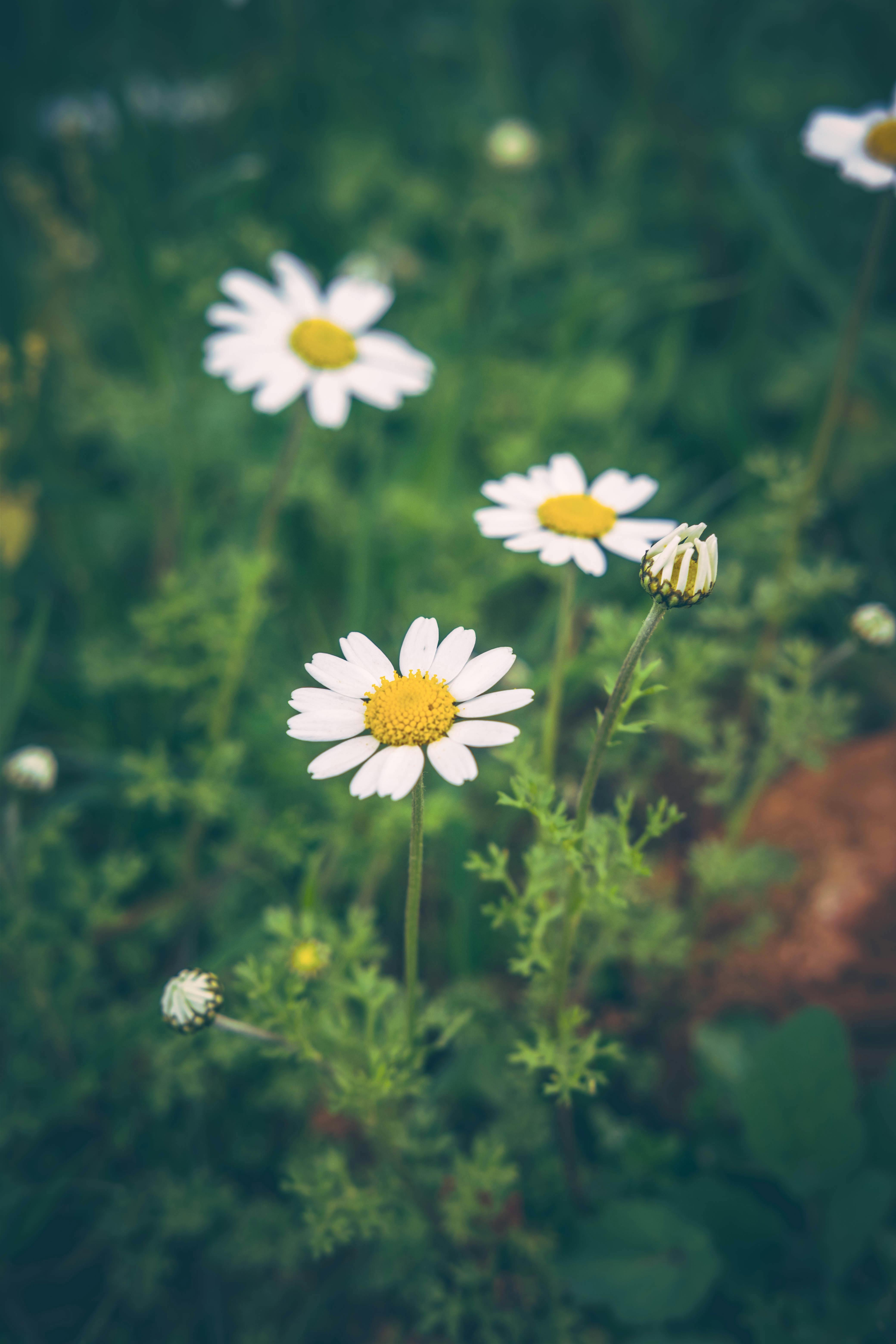 Tumblr Daisies