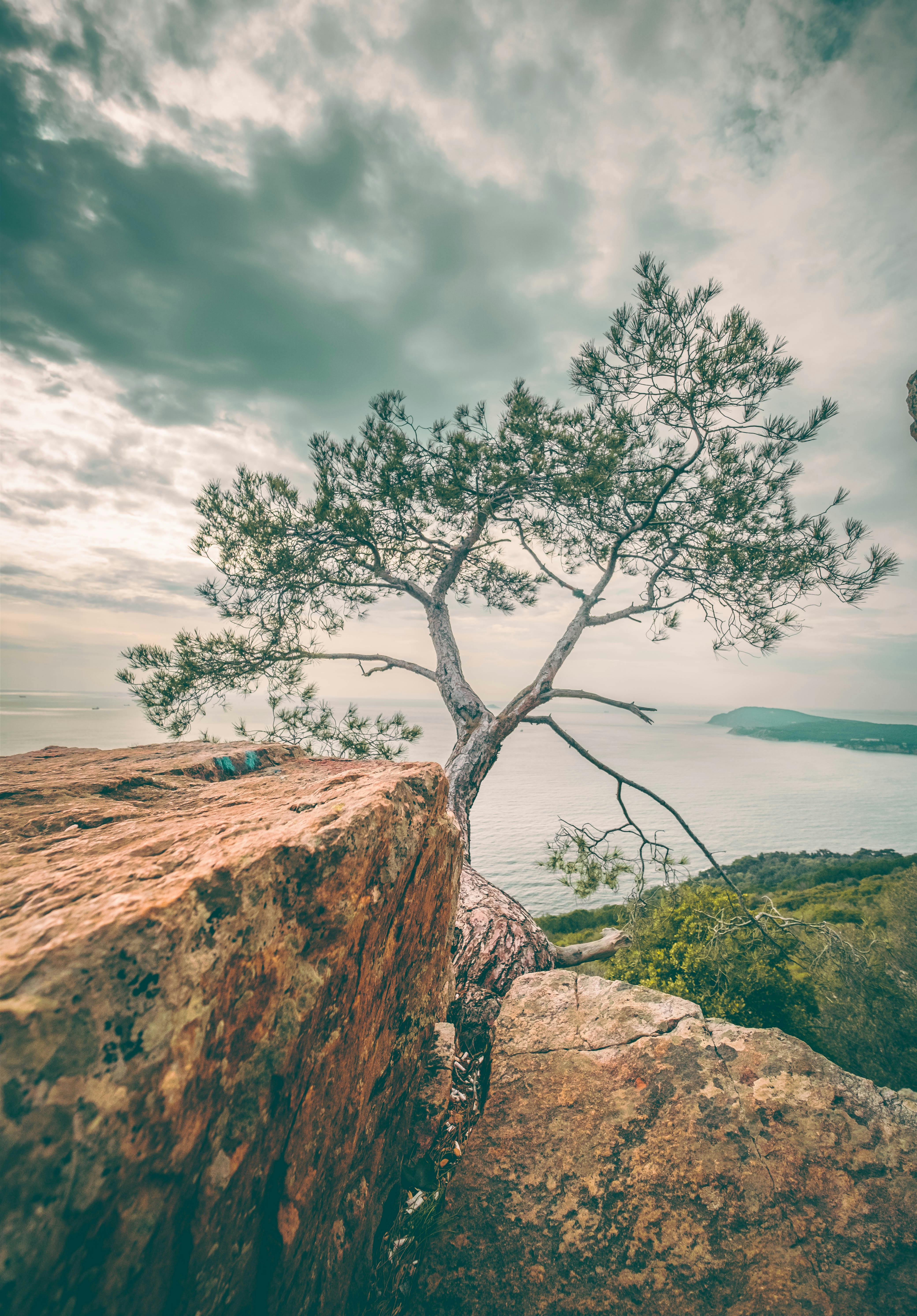 Single Tree on Rocks on Sea Shore · Free Stock Photo