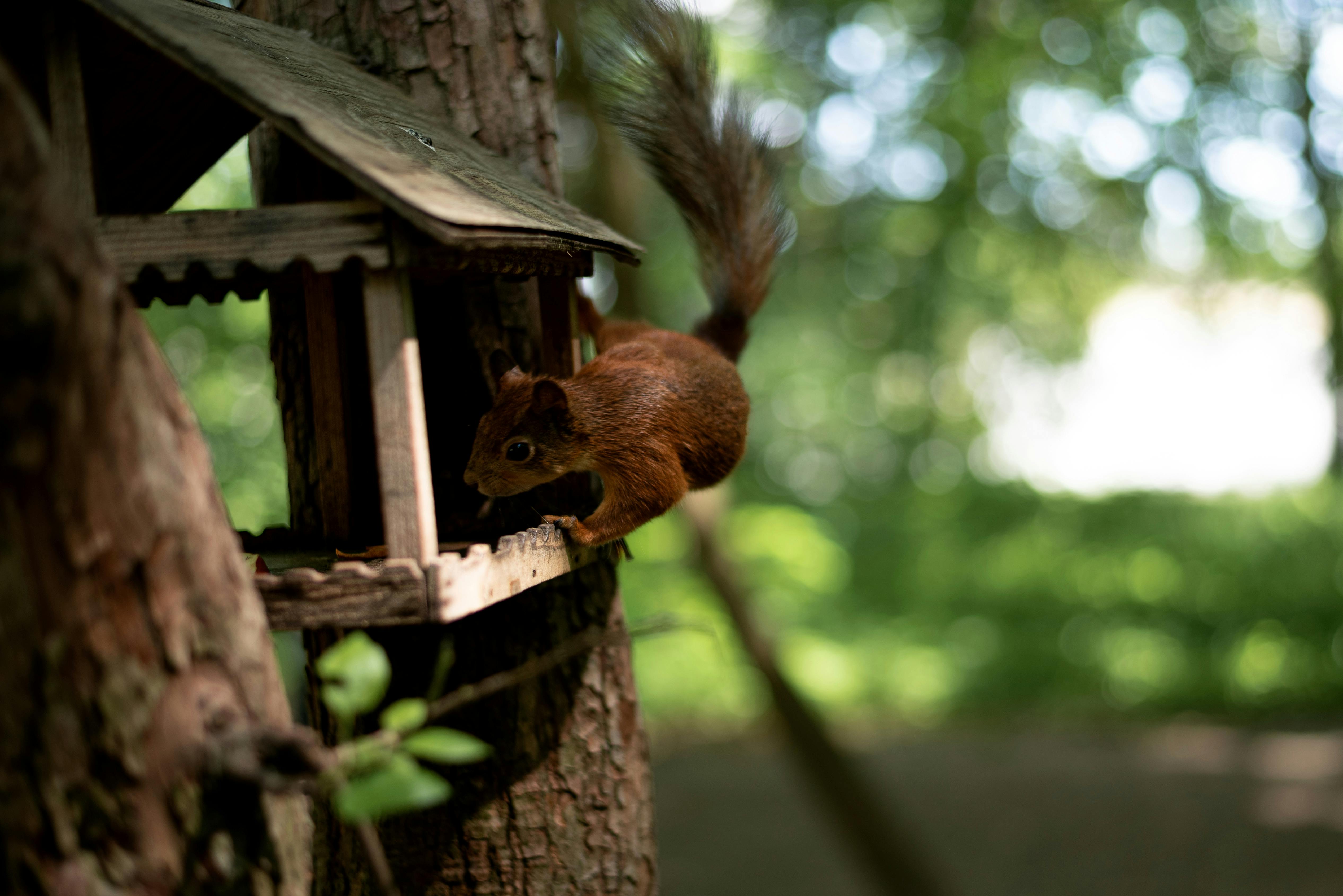 Squirrel Wallpaper Photos, Download The BEST Free Squirrel Wallpaper ...