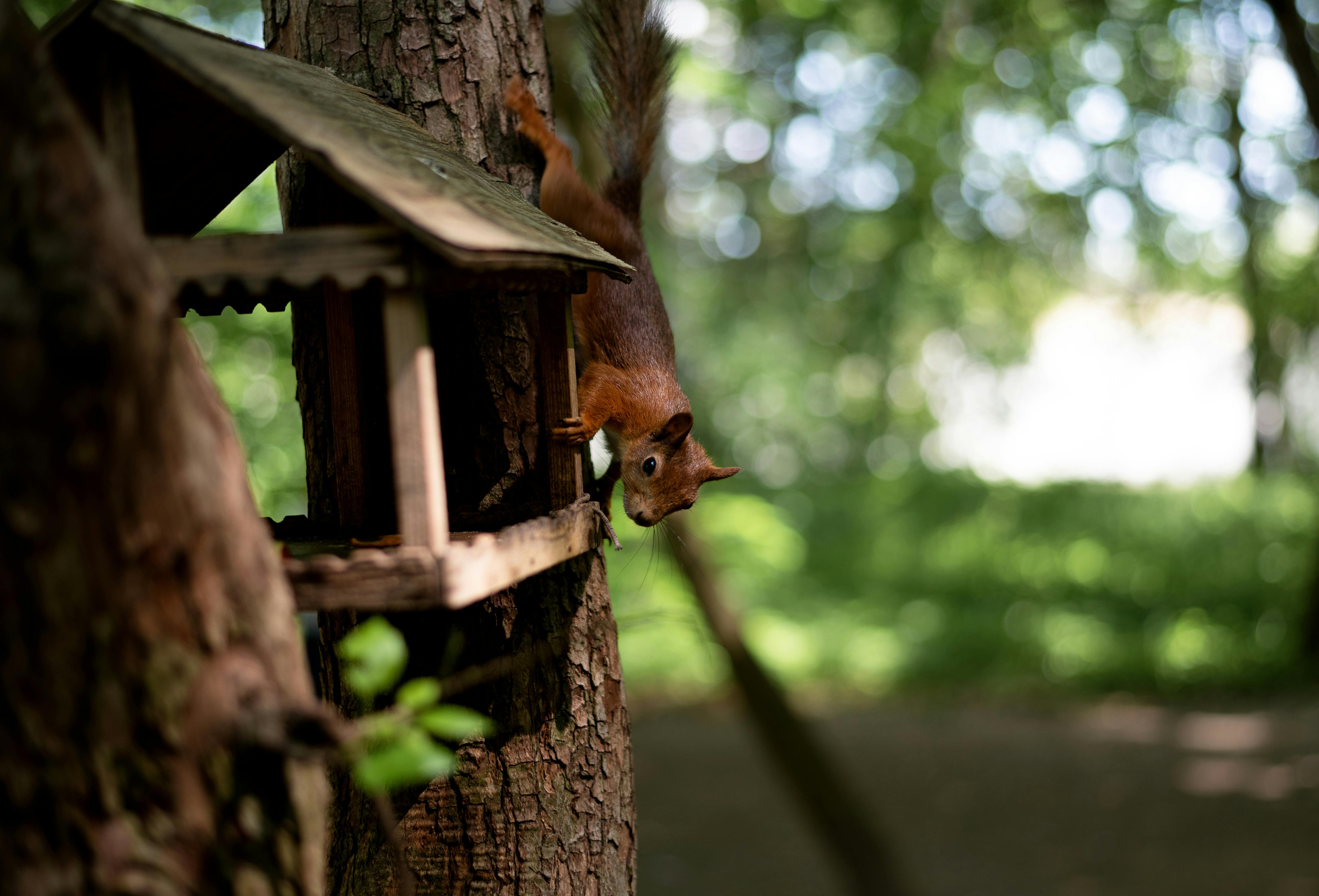 Squirrel Going to Birdhouse · Free Stock Photo