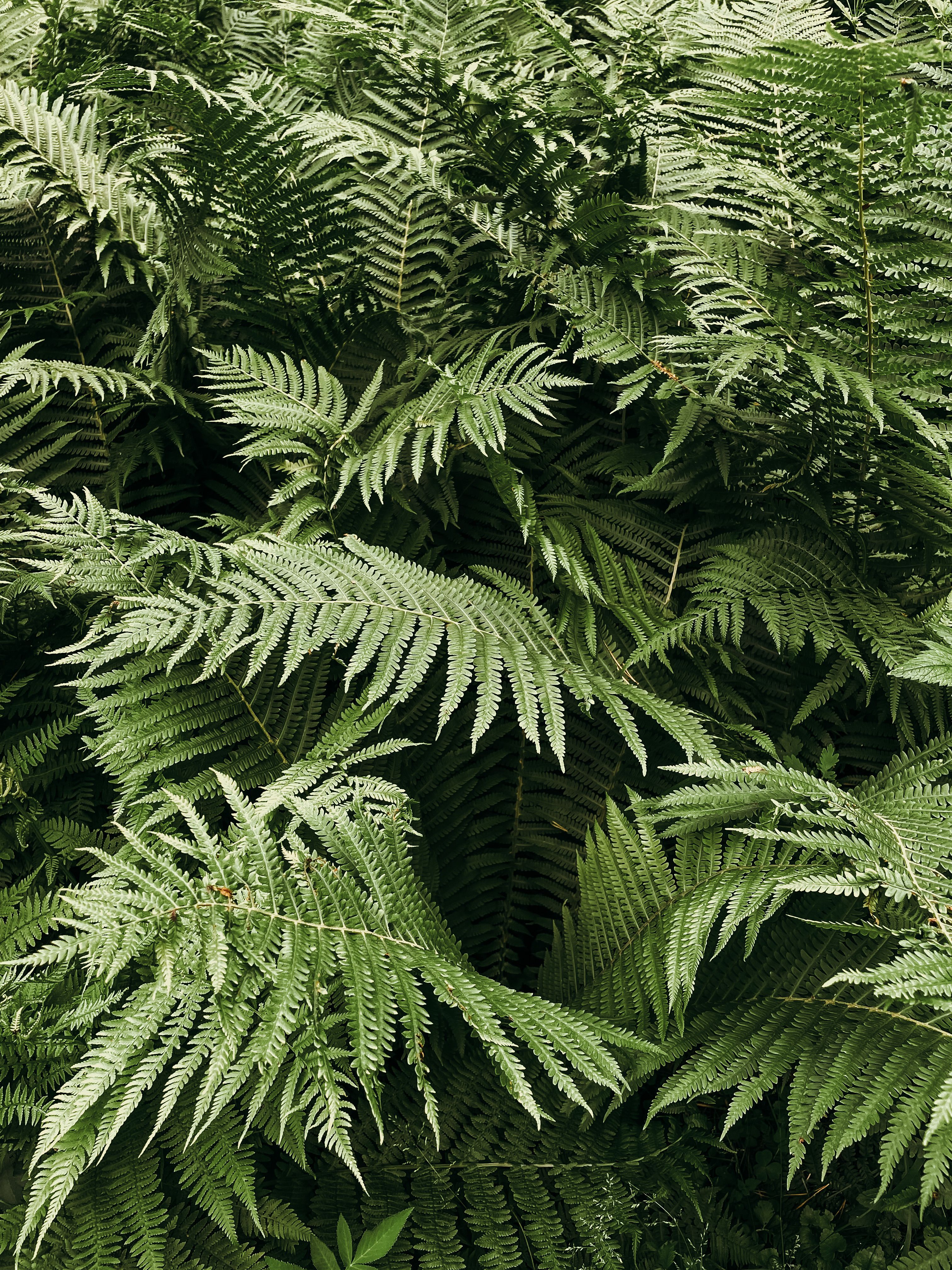 Dense Fern Foliage · Free Stock Photo