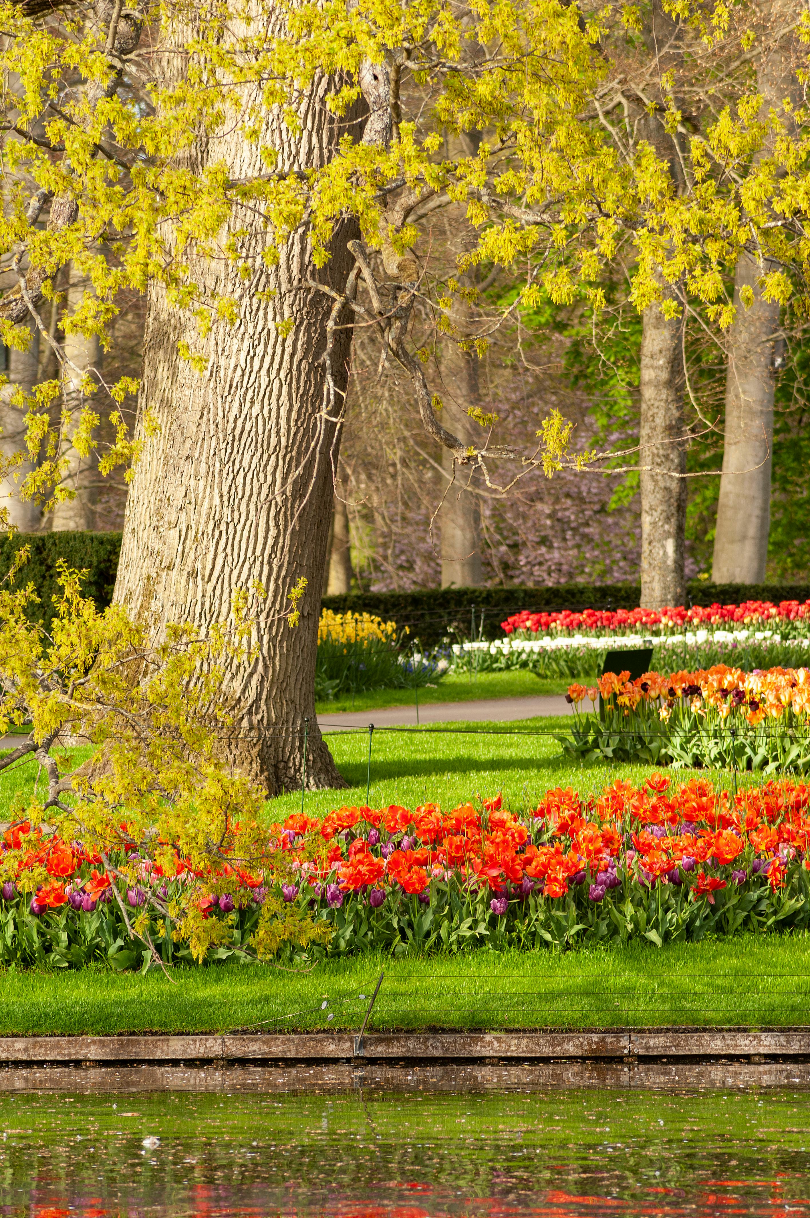 Flowers in Park · Free Stock Photo
