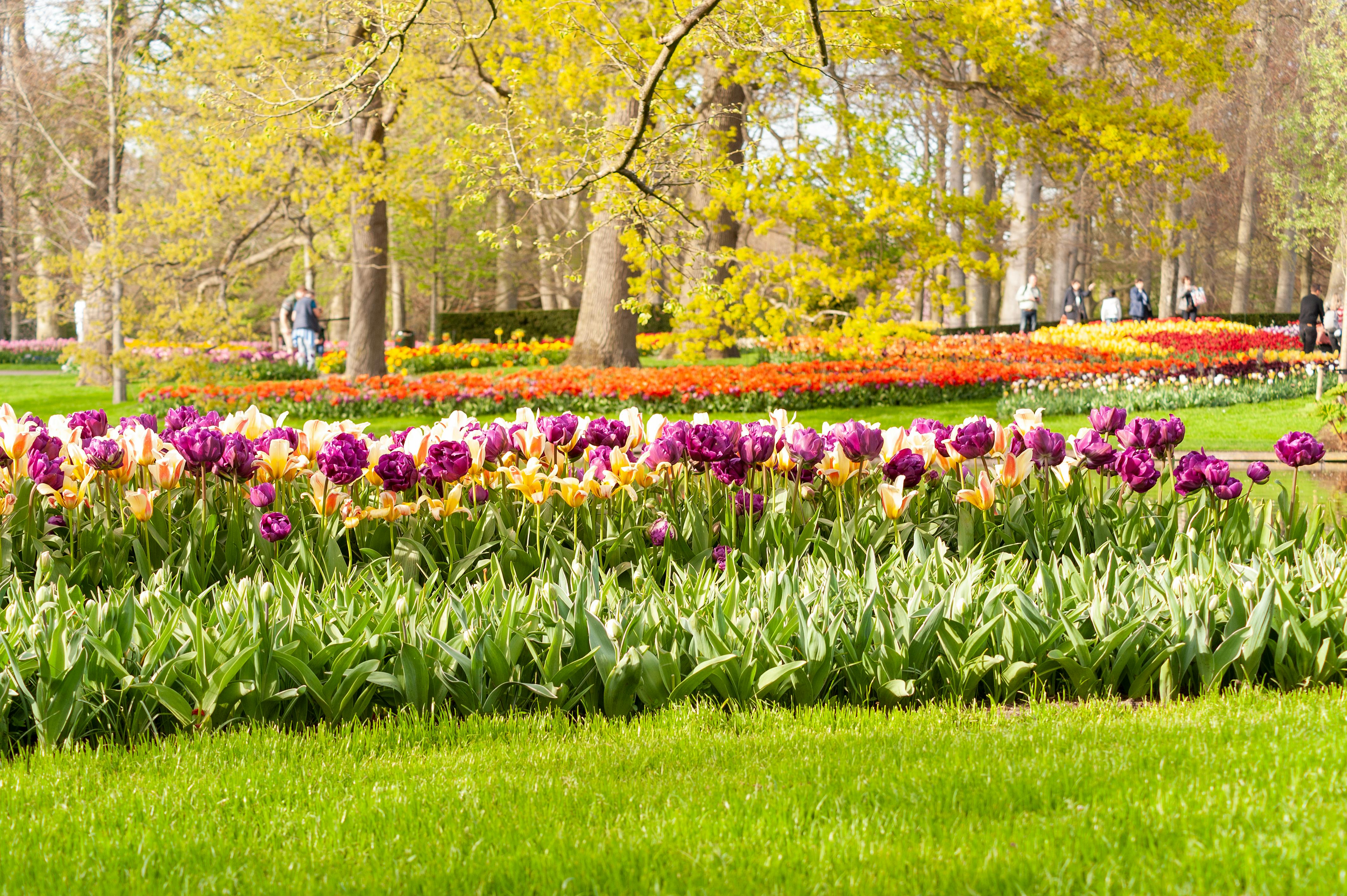 Colorful Flowerbed in Park · Free Stock Photo