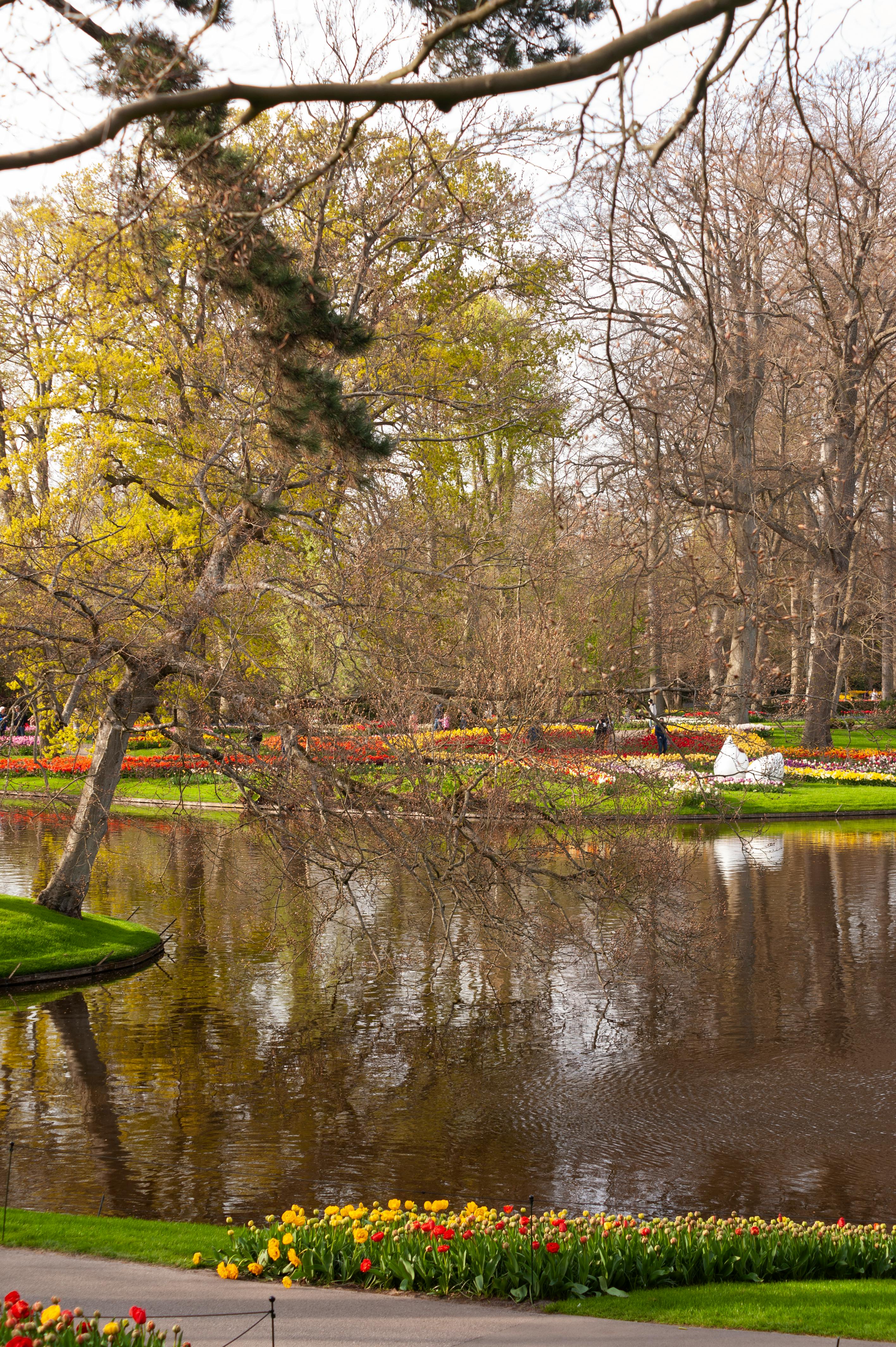 Trees and Pond in Park · Free Stock Photo
