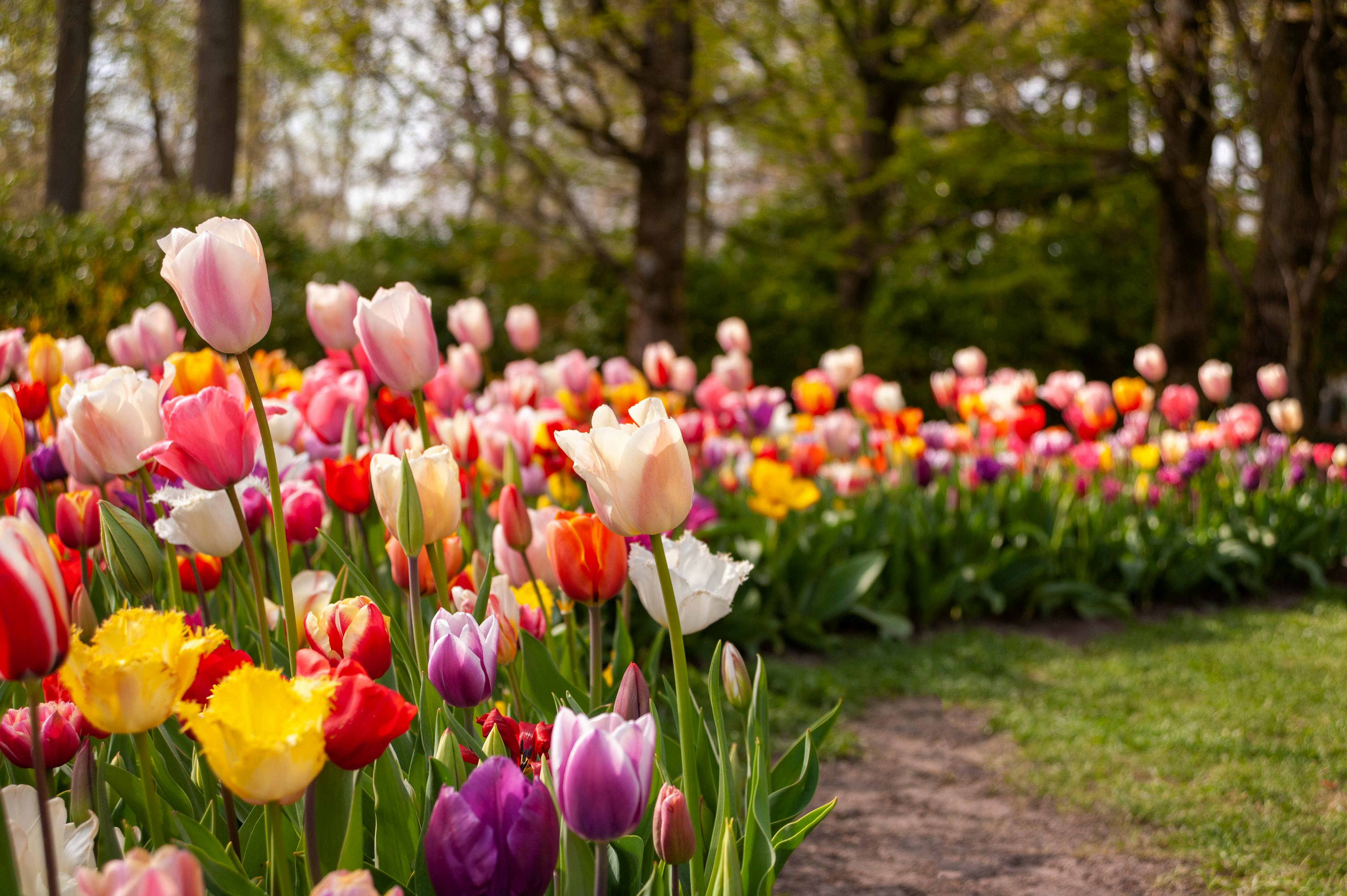 Multi Colored Flowerbed · Free Stock Photo