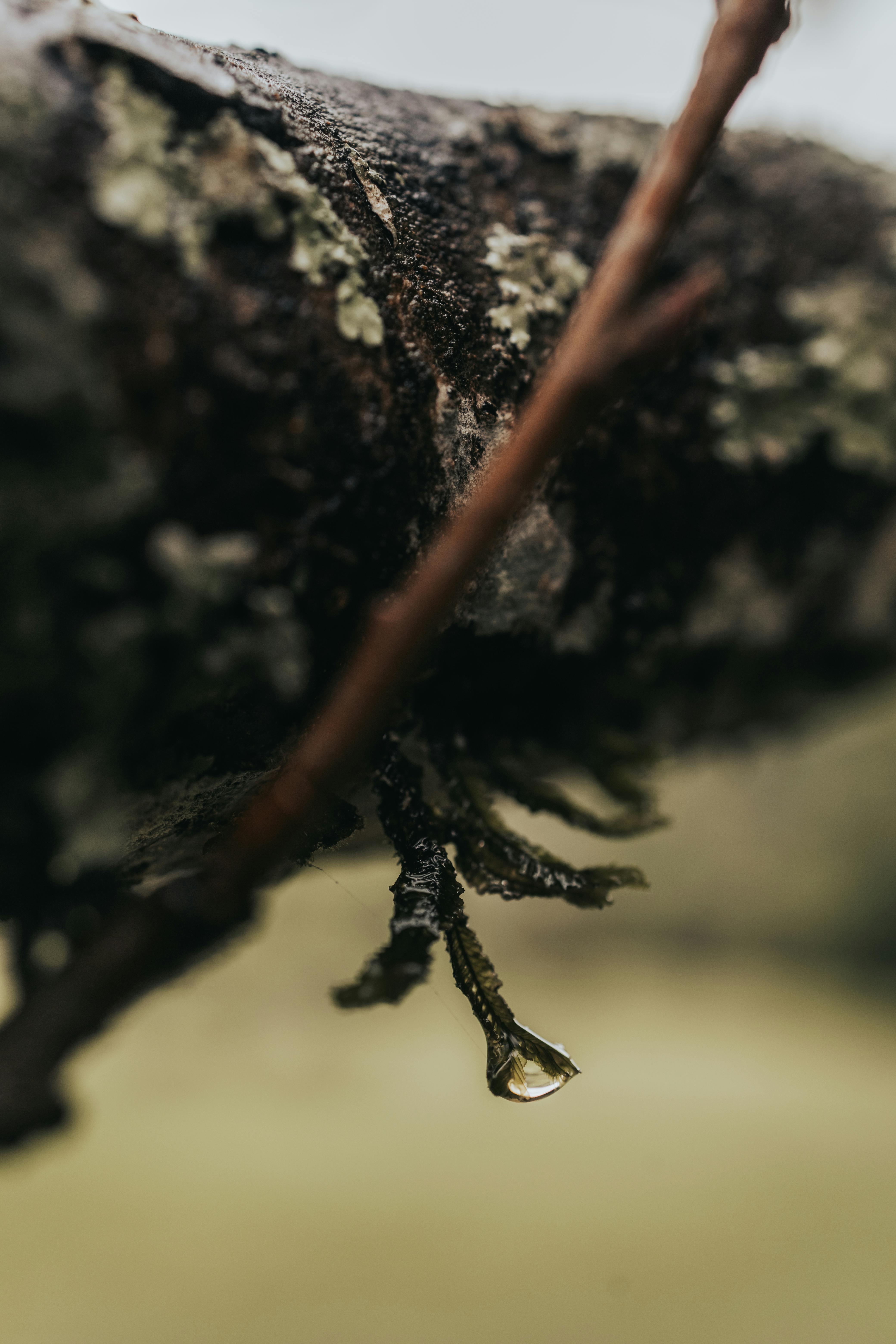 Close up of Branch and Stick · Free Stock Photo