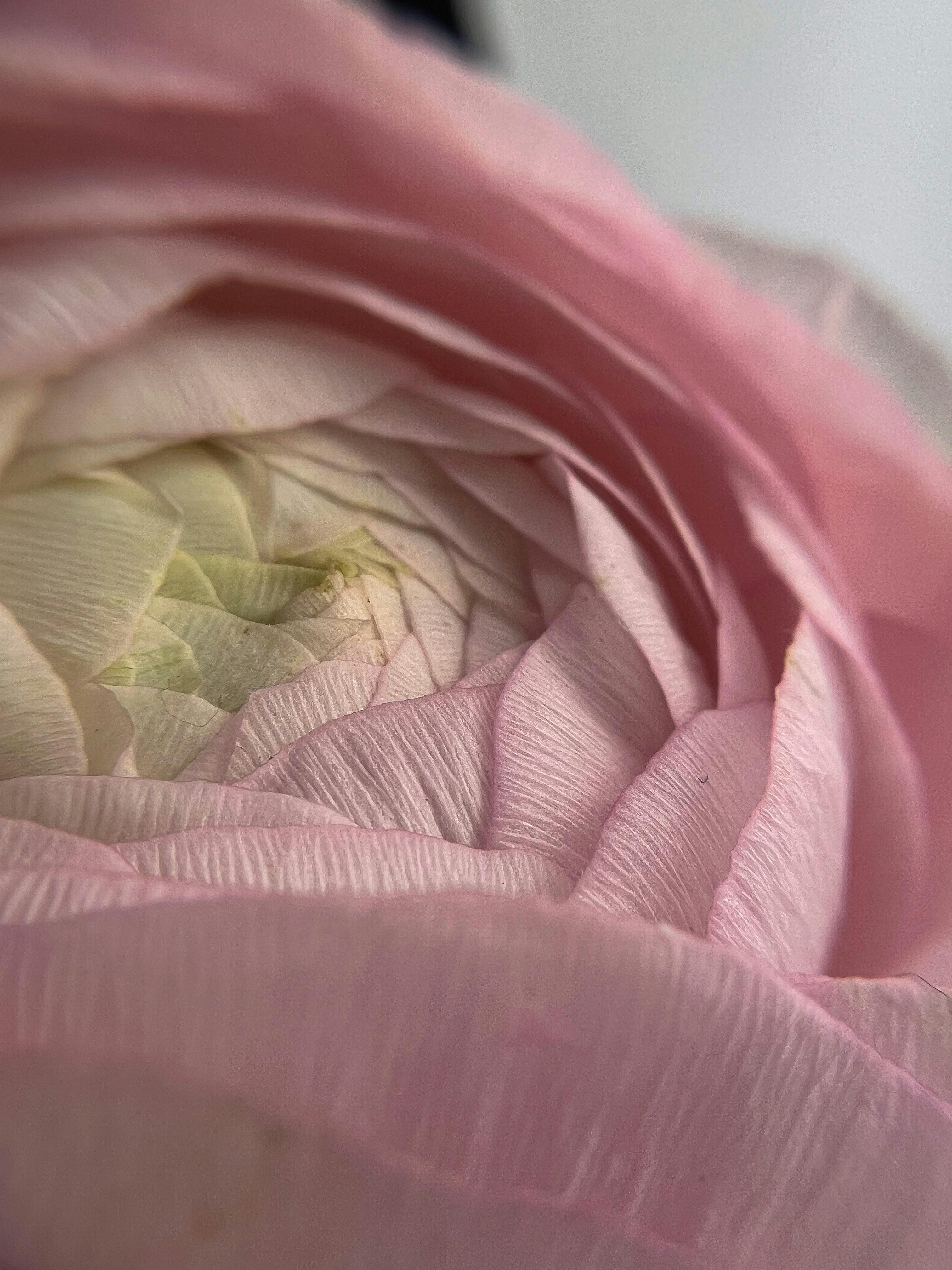 Close up of Pink Rose · Free Stock Photo