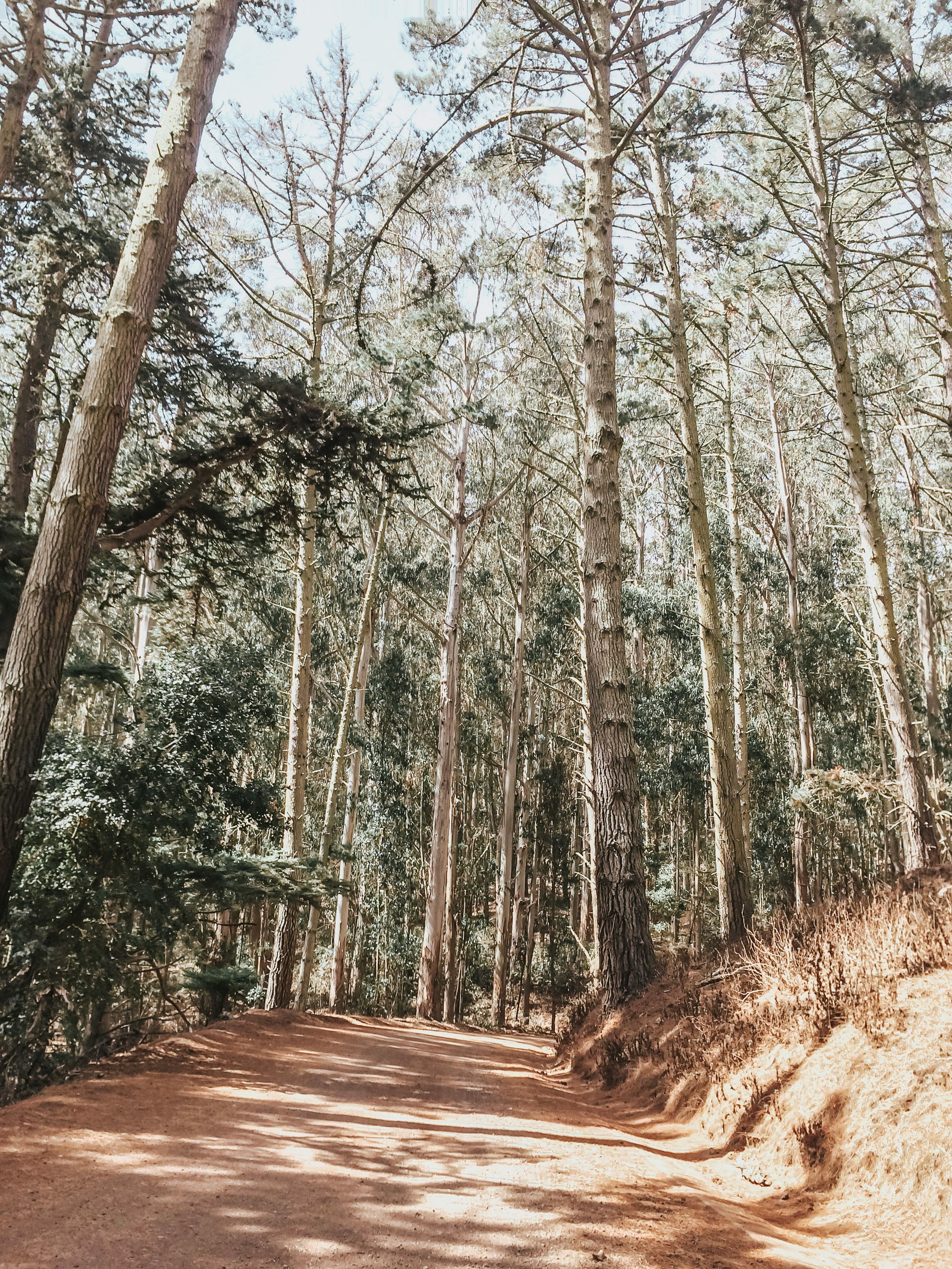 Photography of Road Between Forest · Free Stock Photo