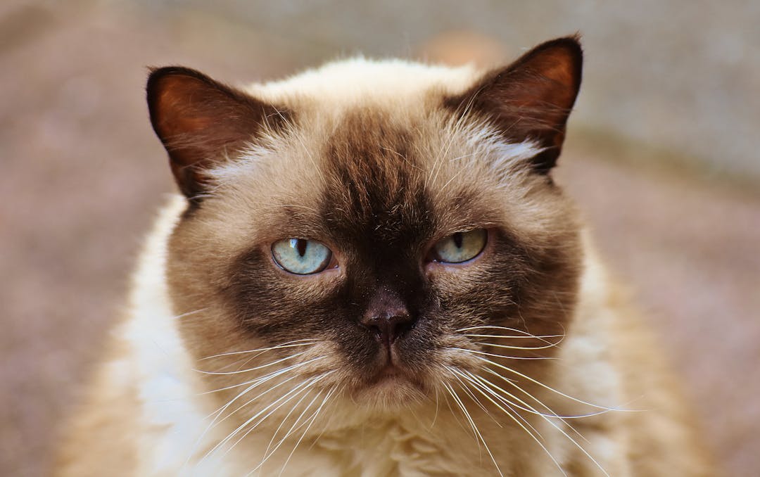 Discovering the Hmong Bobtail Dog: Origins and Care Guide