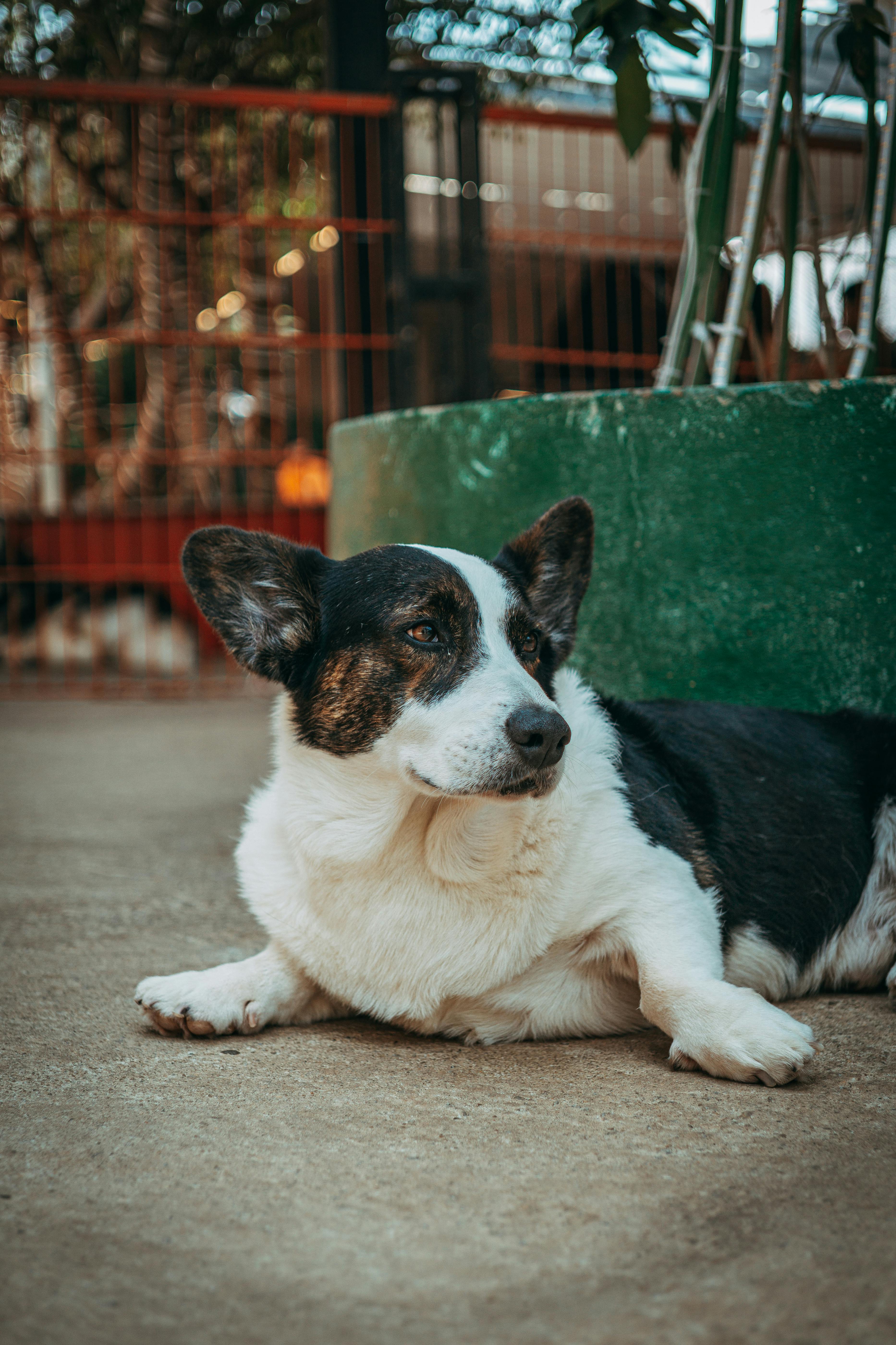 Corgi Lying under Flower Pot on Street · Free Stock Photo