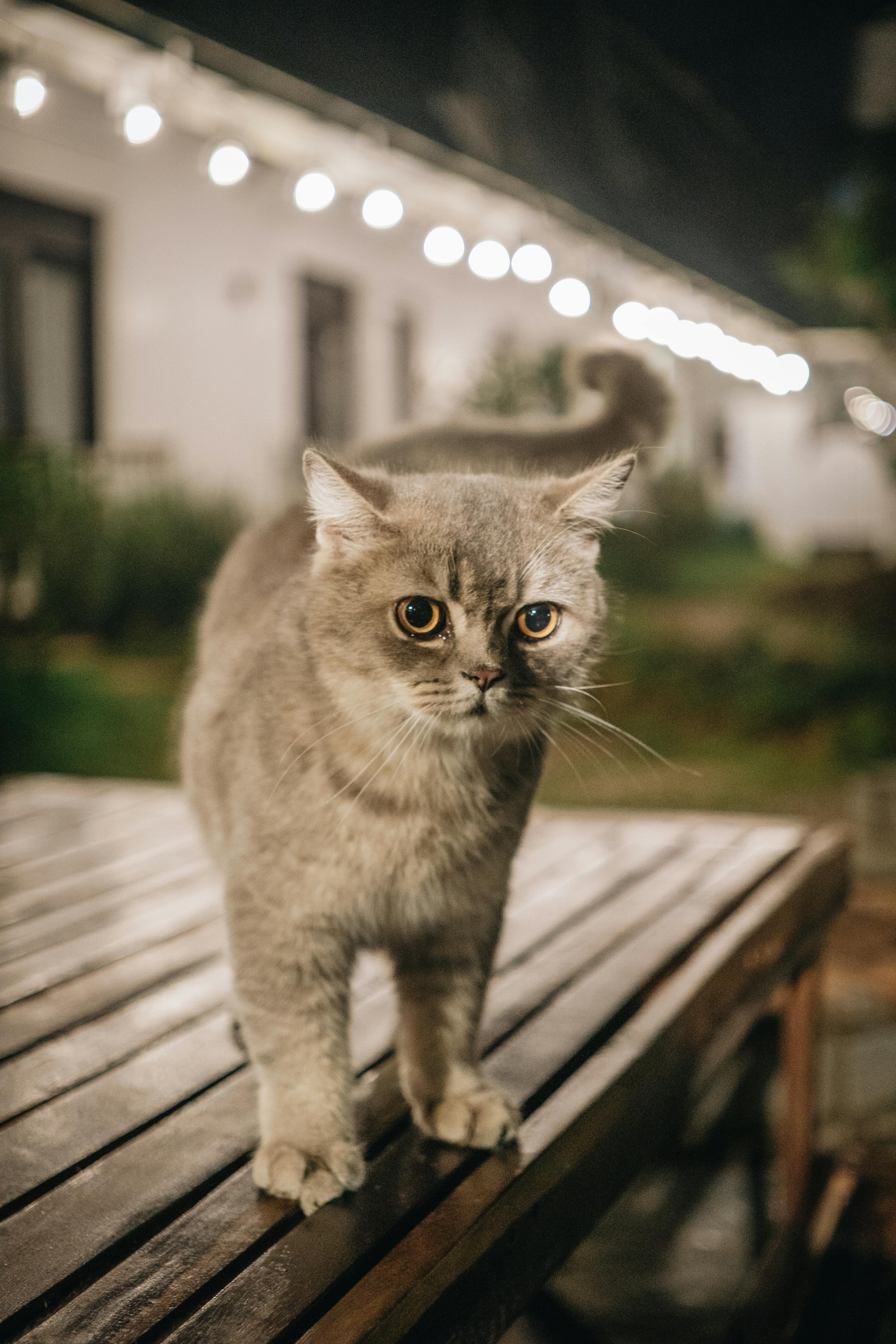 Grey Cat Standing on Wooden Table Outd · Free Stock Photo