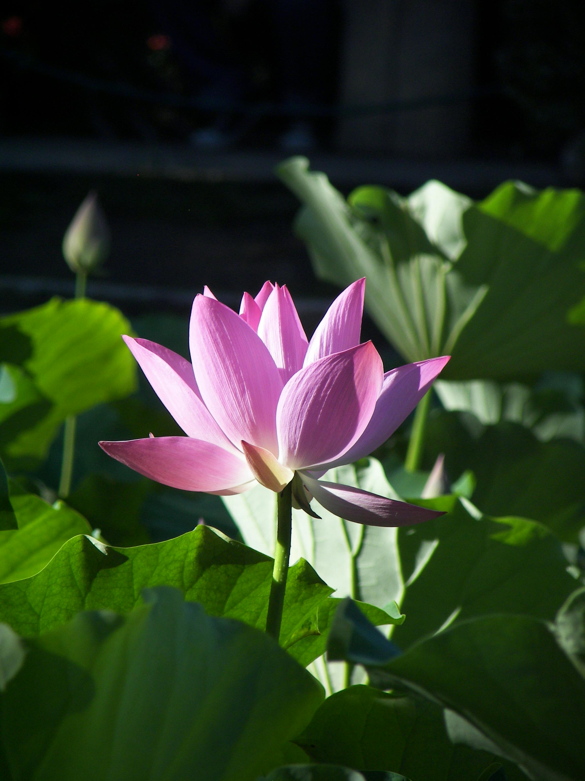 Close up of Sunlit Flower · Free Stock Photo