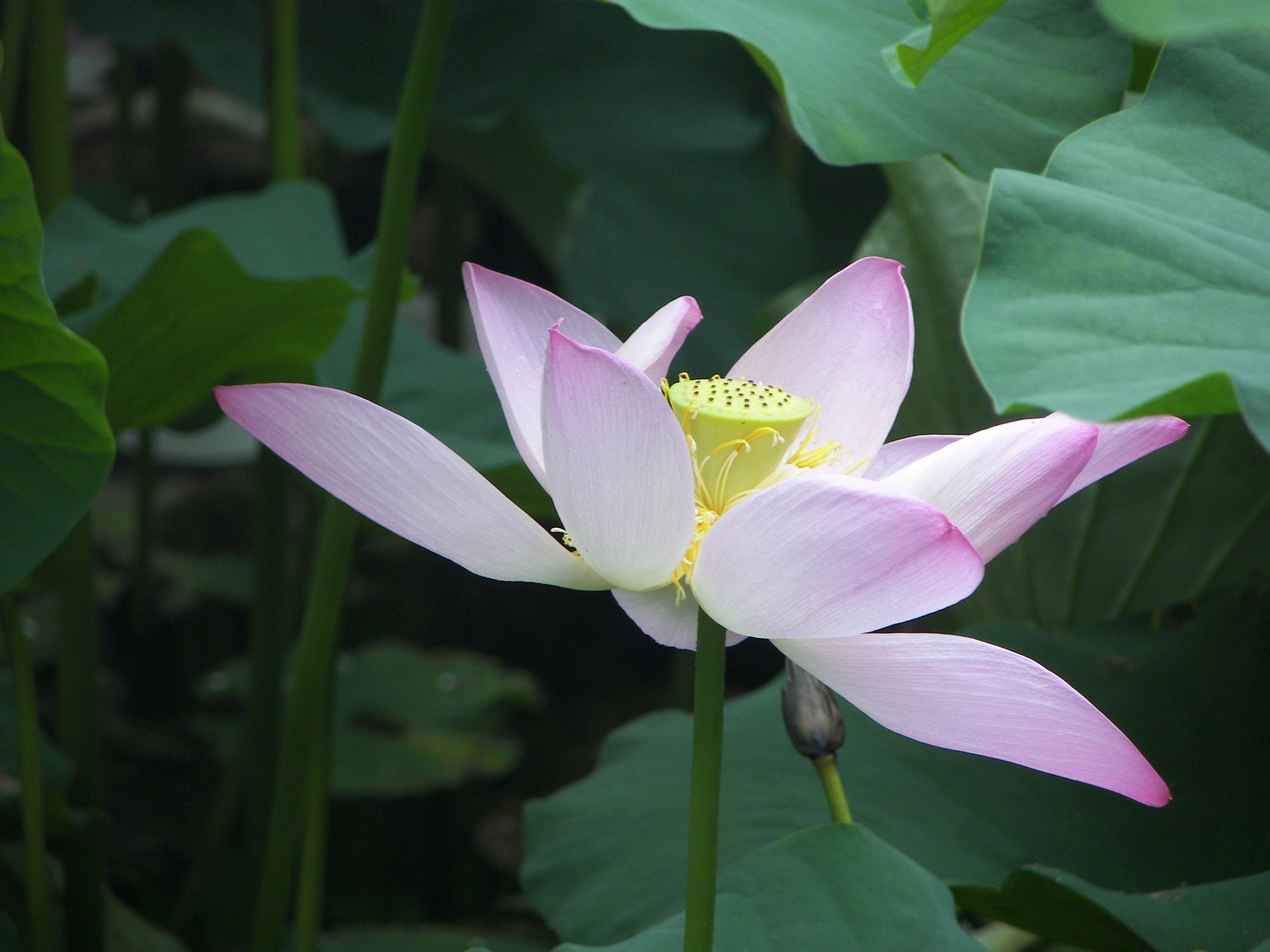 White Lotus Flower with Wide Open Petals · Free Stock Photo
