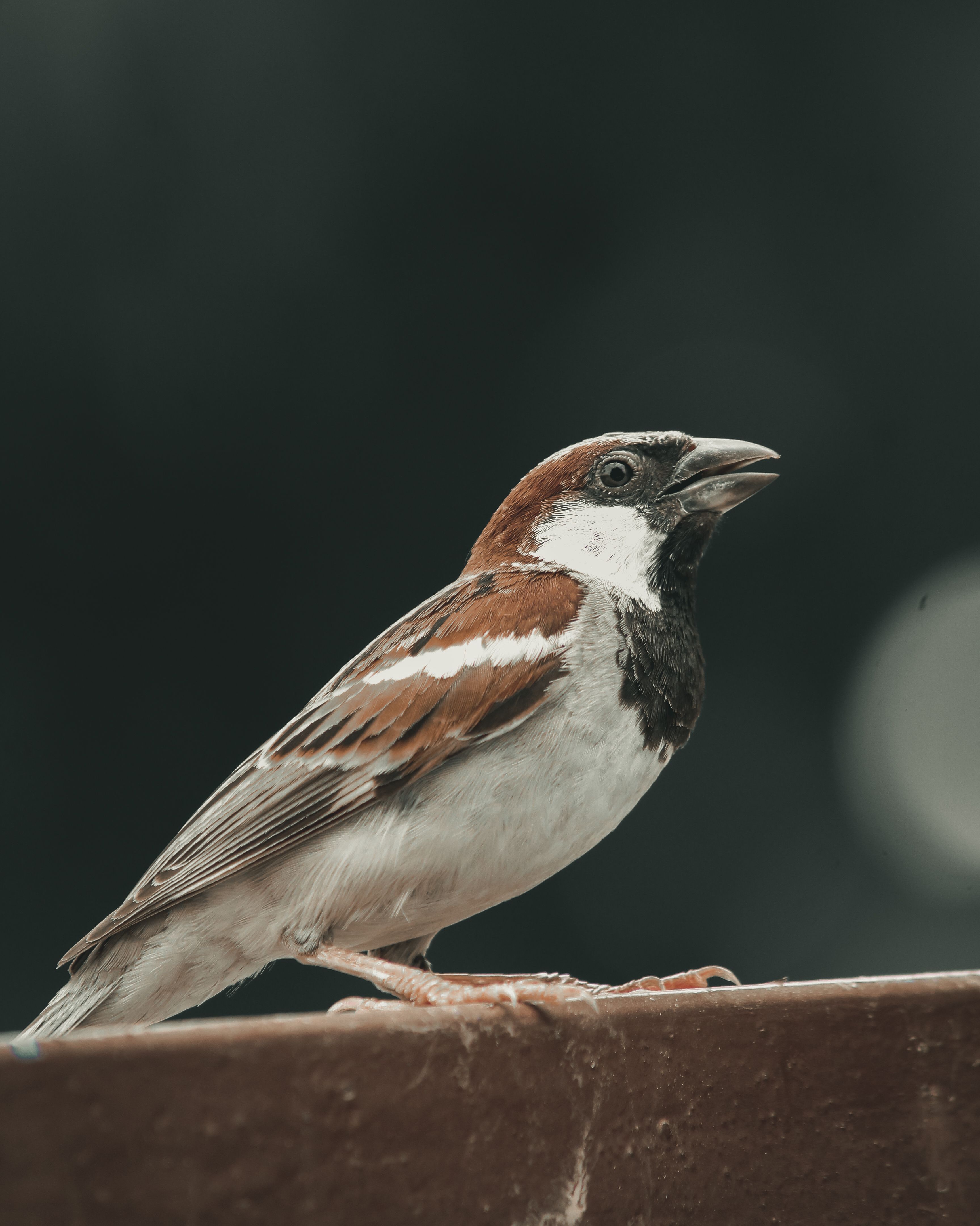 Robin Sitting on Branch · Free Stock Photo
