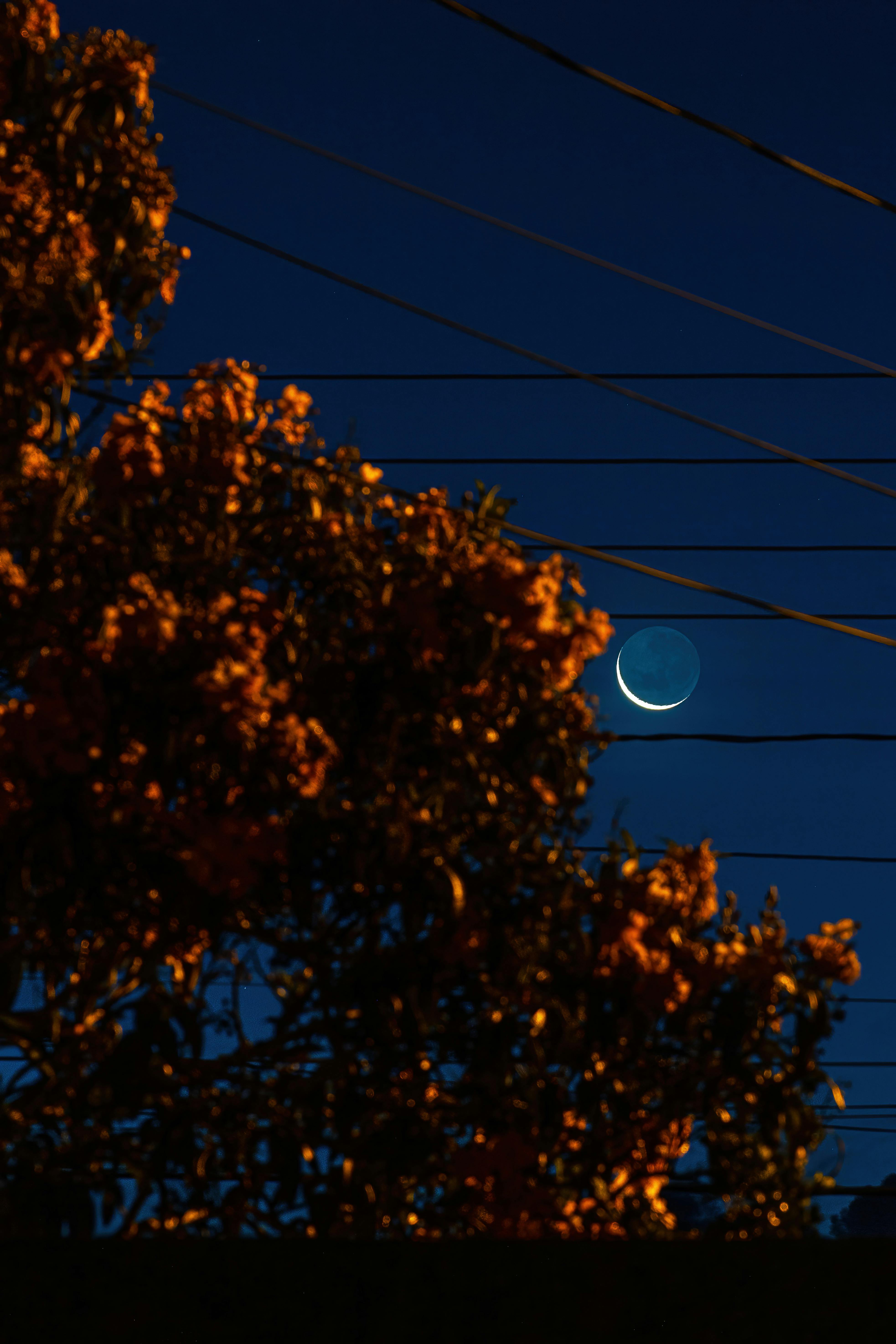 Illuminated Tree and Crescent Moon · Free Stock Photo