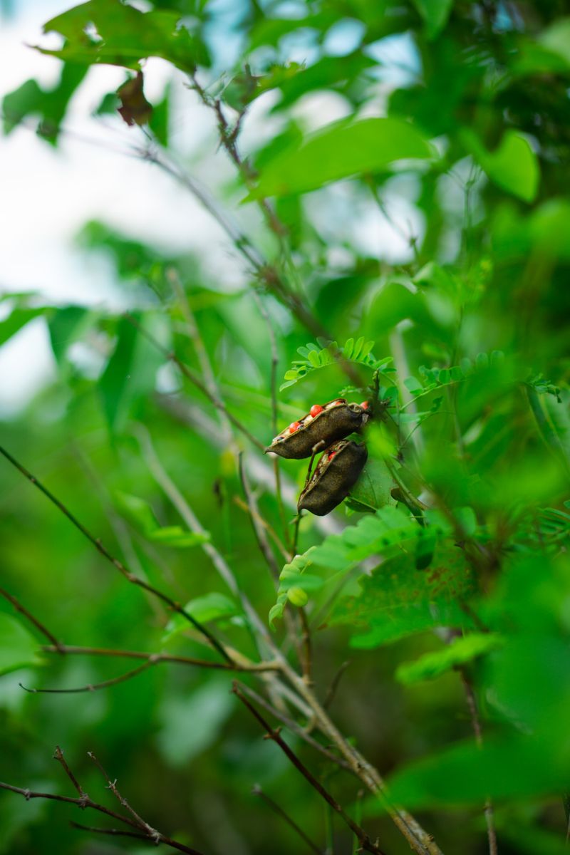 Pupa Photos, Download The BEST Free Pupa Stock Photos & HD Images