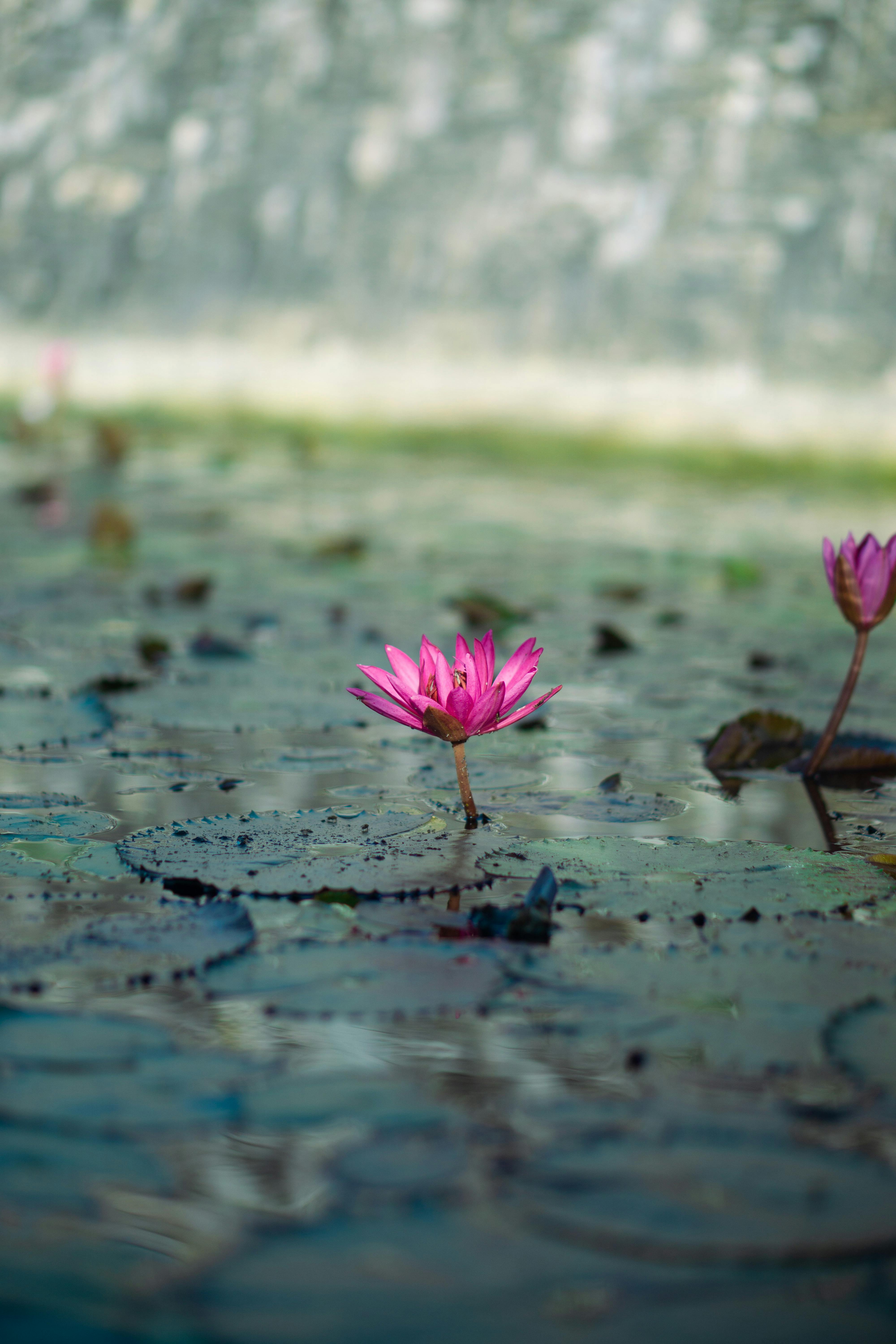 Lotus Flower in Dirty Water · Free Stock Photo