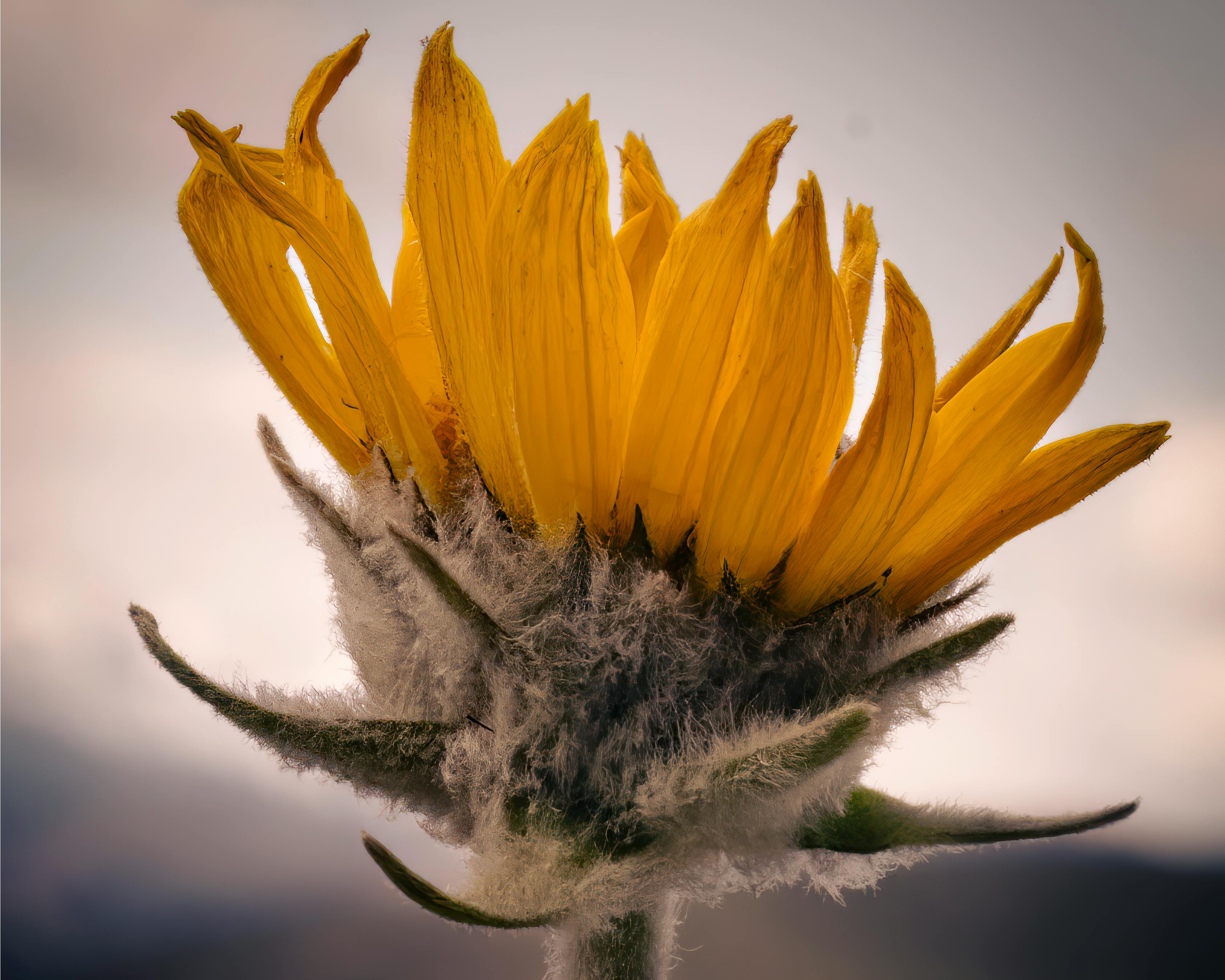 Sunflower Cataract Photos, Download The BEST Free Sunflower Cataract ...