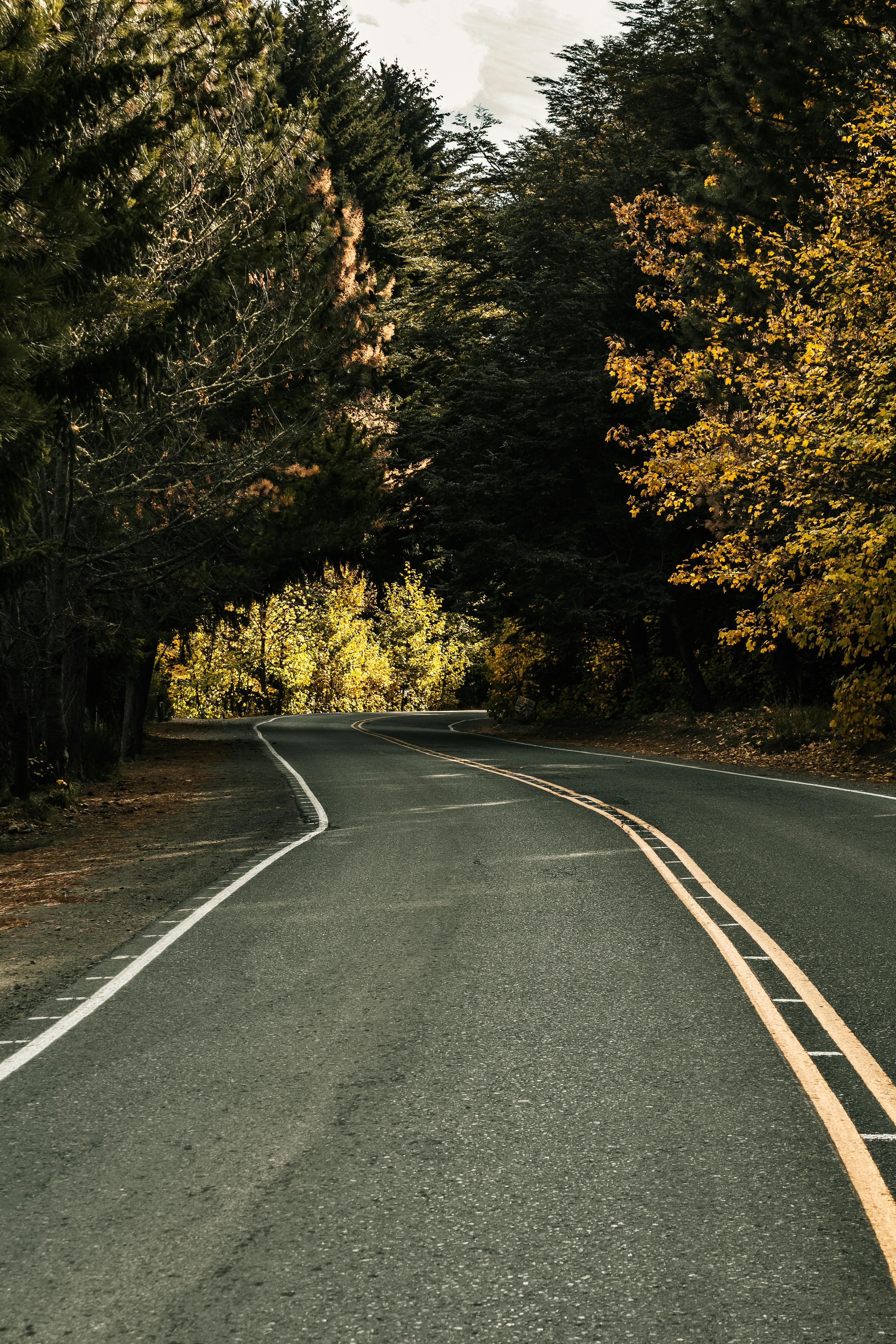 Empty Road in Forest · Free Stock Photo