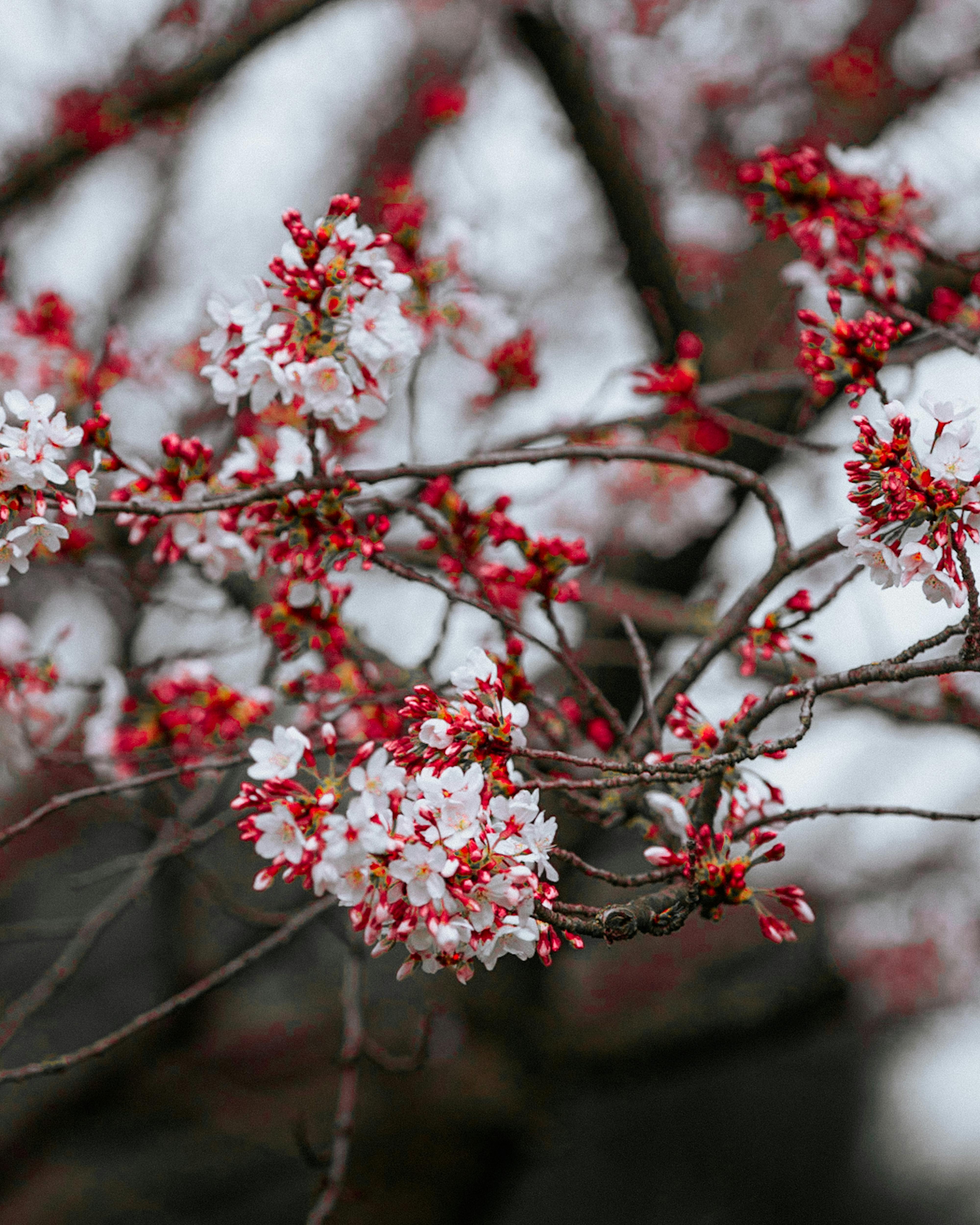 Branches with Blossoms · Free Stock Photo