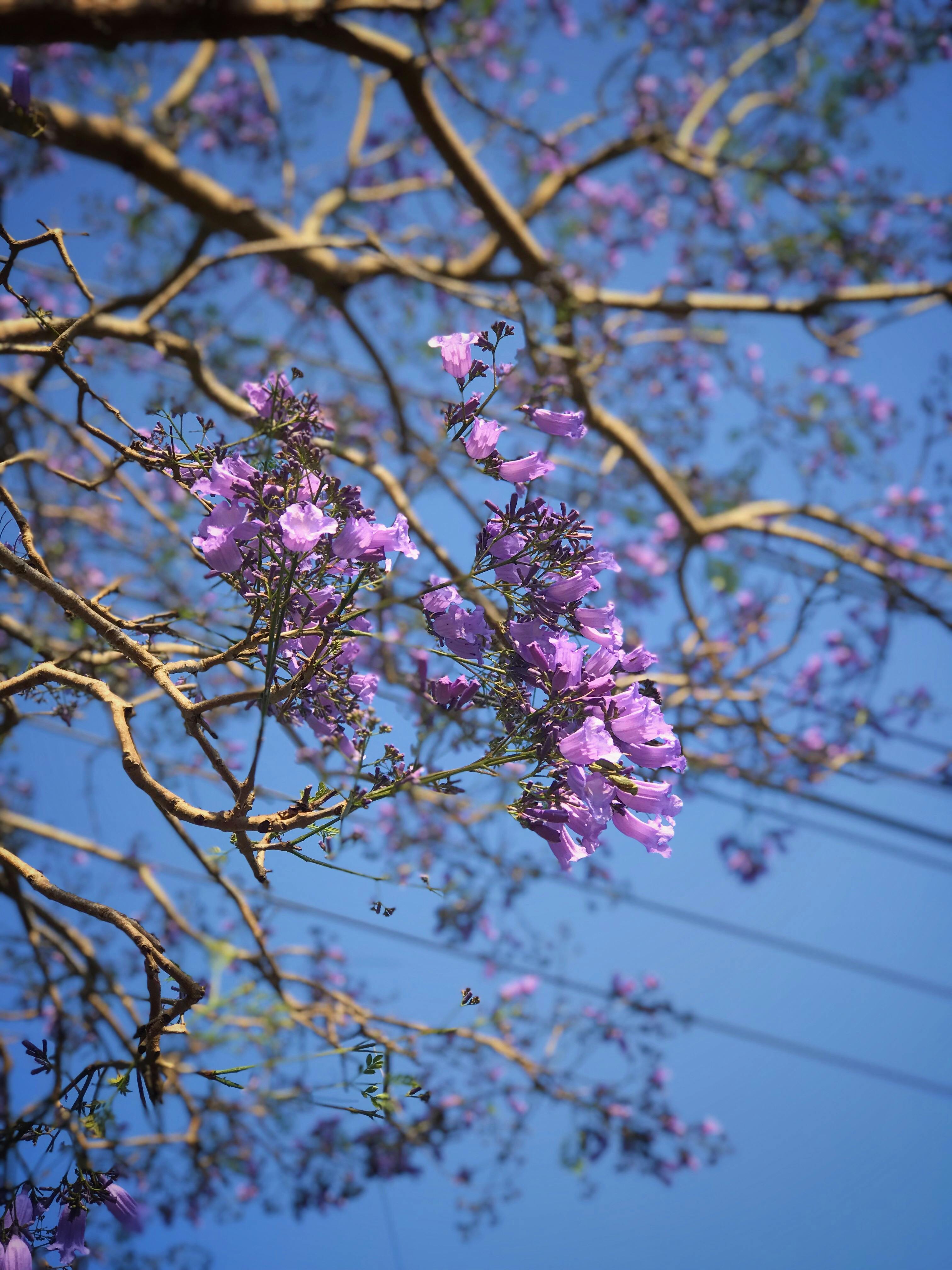 Ko Aung Min Htoo - Fotografía