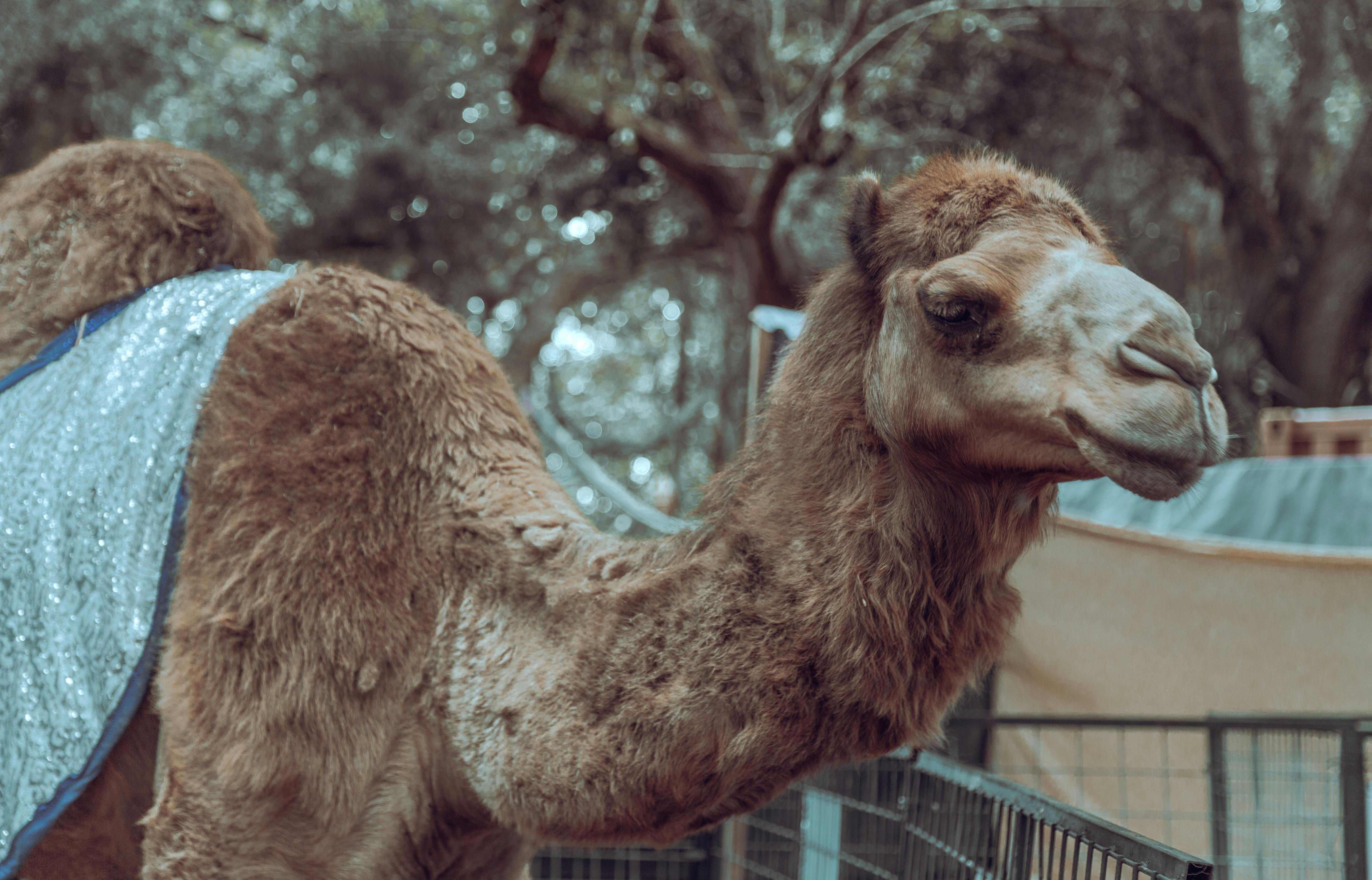 Close Up Photo of Camel · Free Stock Photo