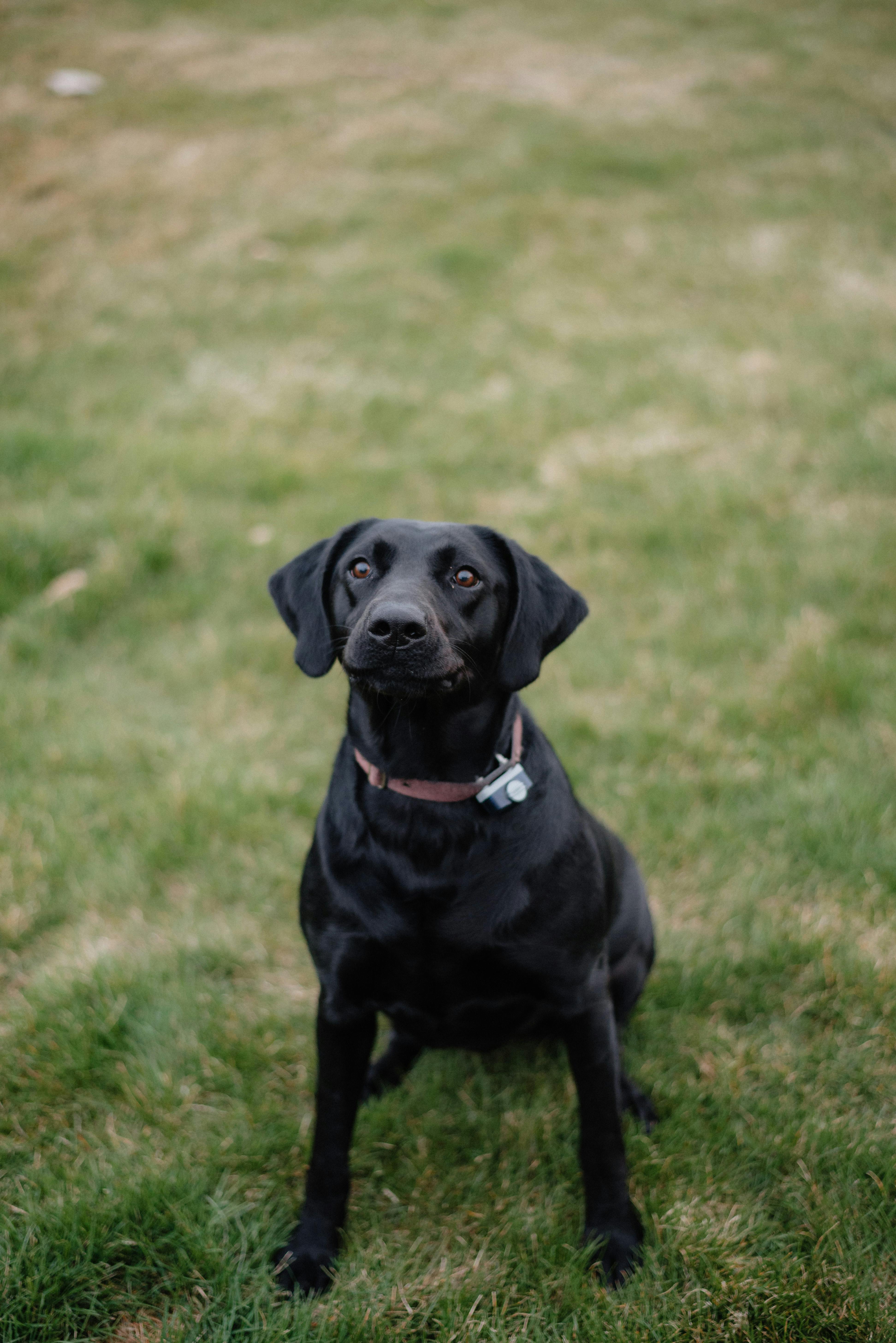 Labrador Retriever Preto Sentado Na Grama · Foto profissional gratuita