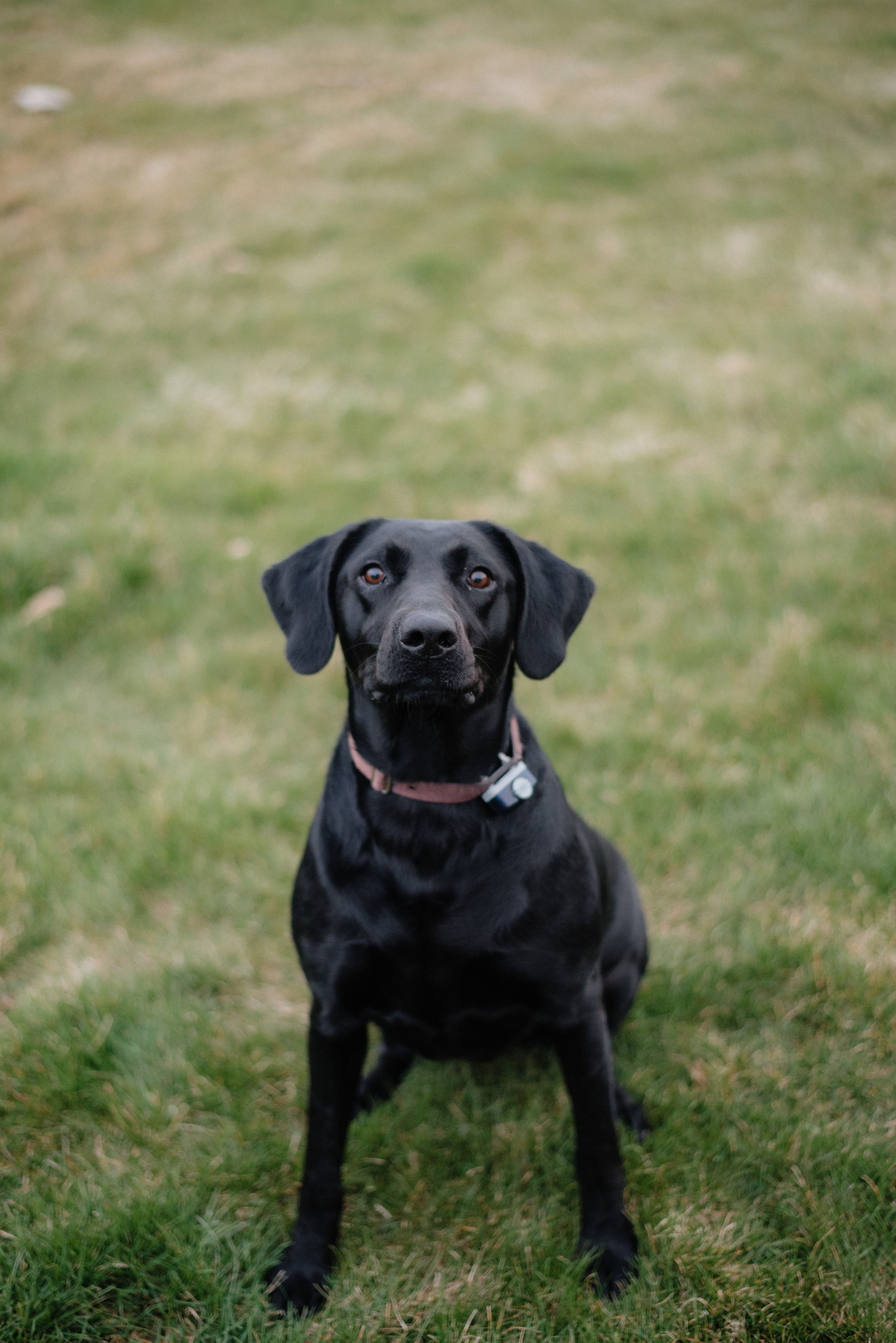 Black Labrador Retriever on Green Grass · Free Stock Photo