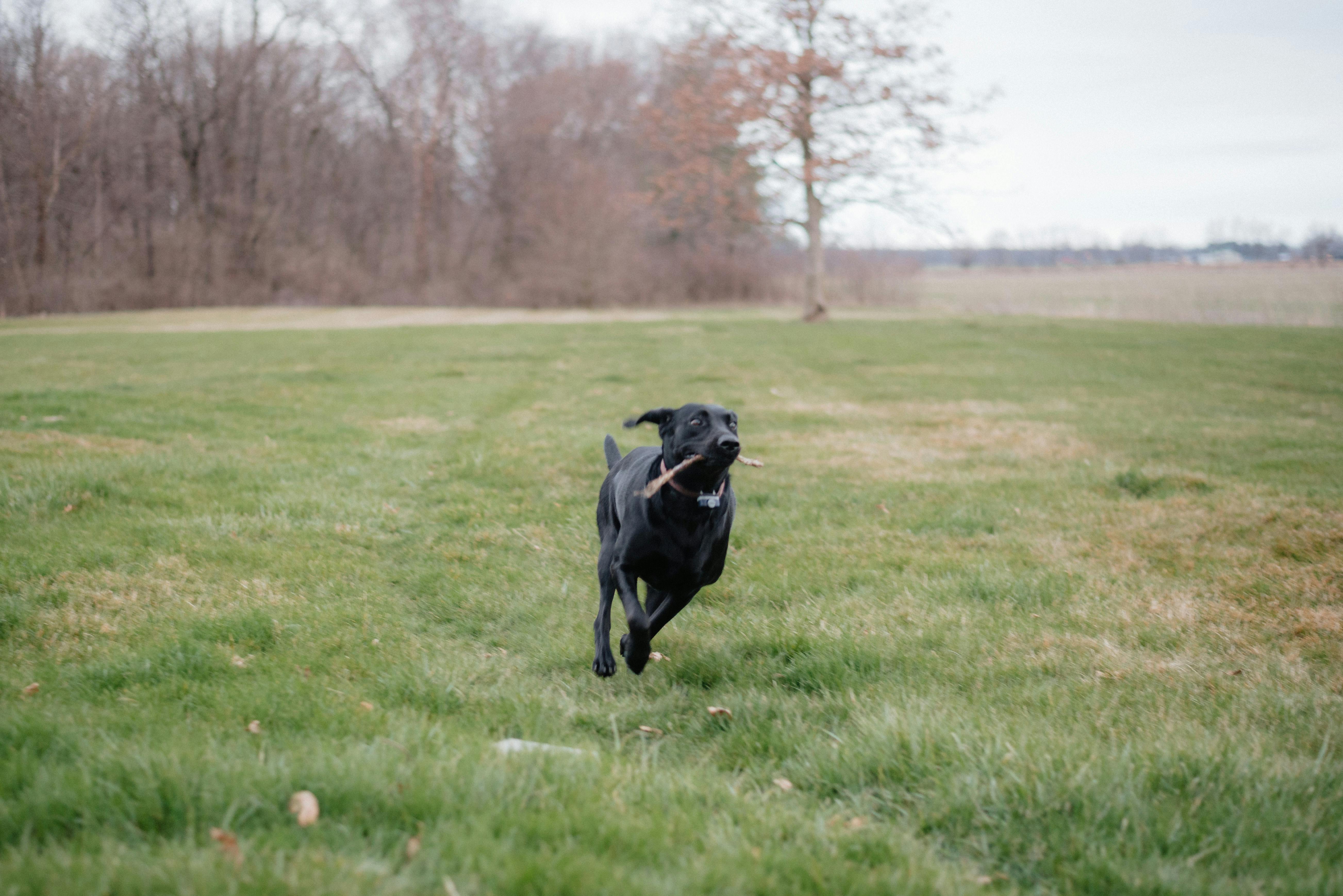 Dog Fetching Stick · Free Stock Photo