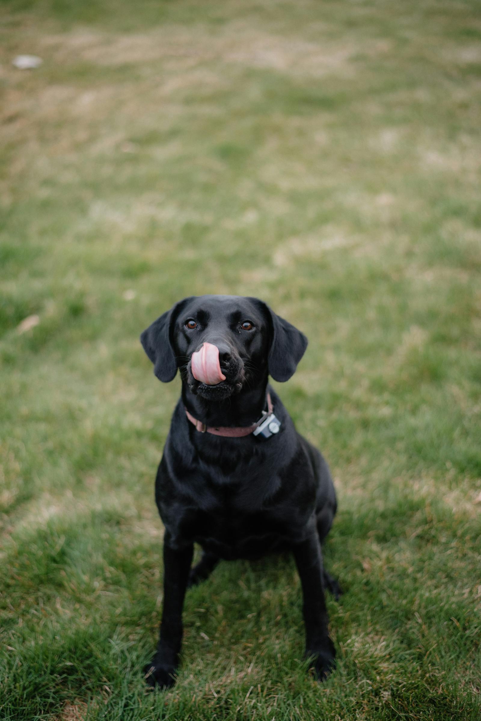 Black Labrador Retriever Puppies Photos, Download The BEST Free Black ...