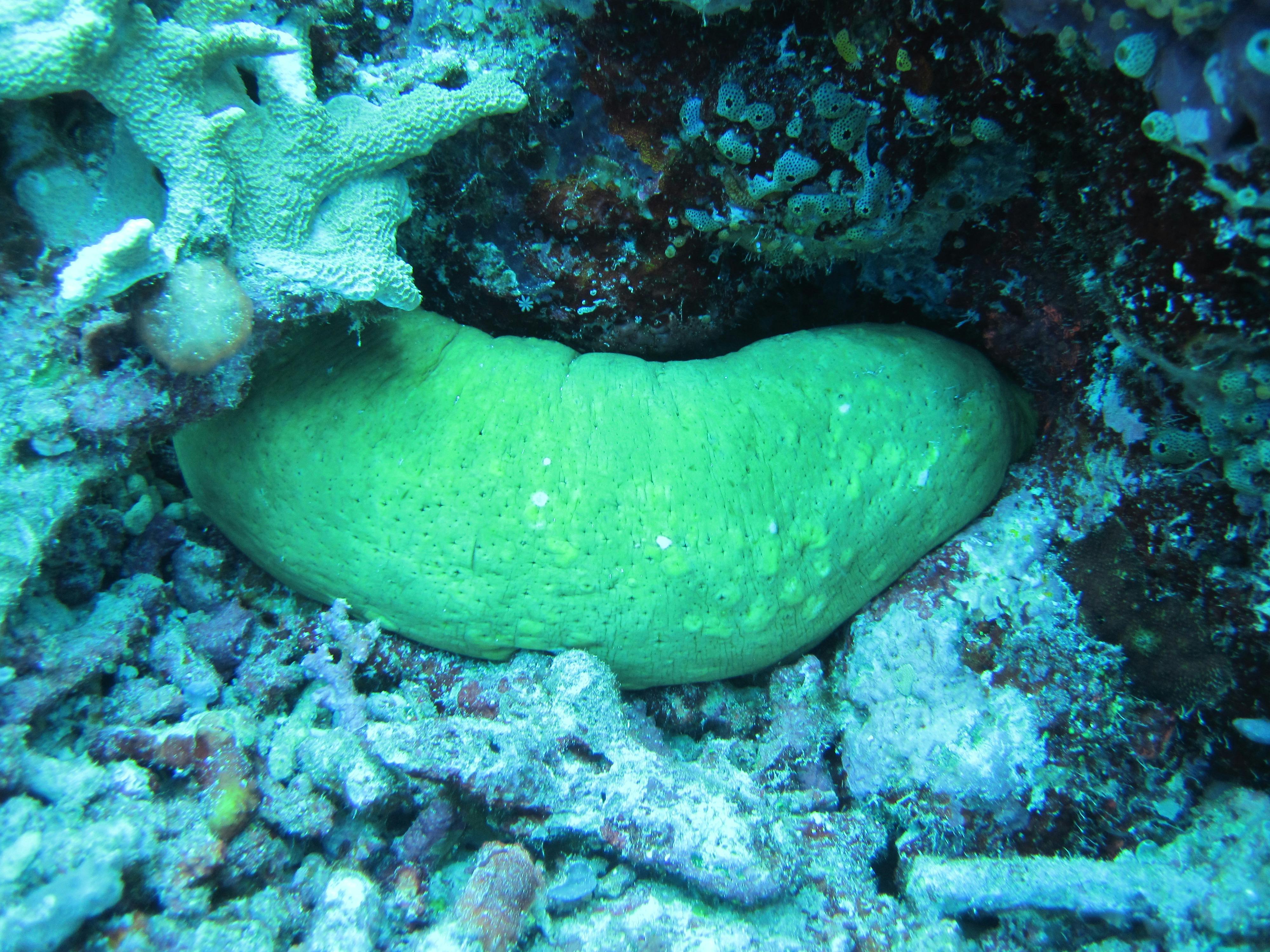 Roger Gasper - 写真