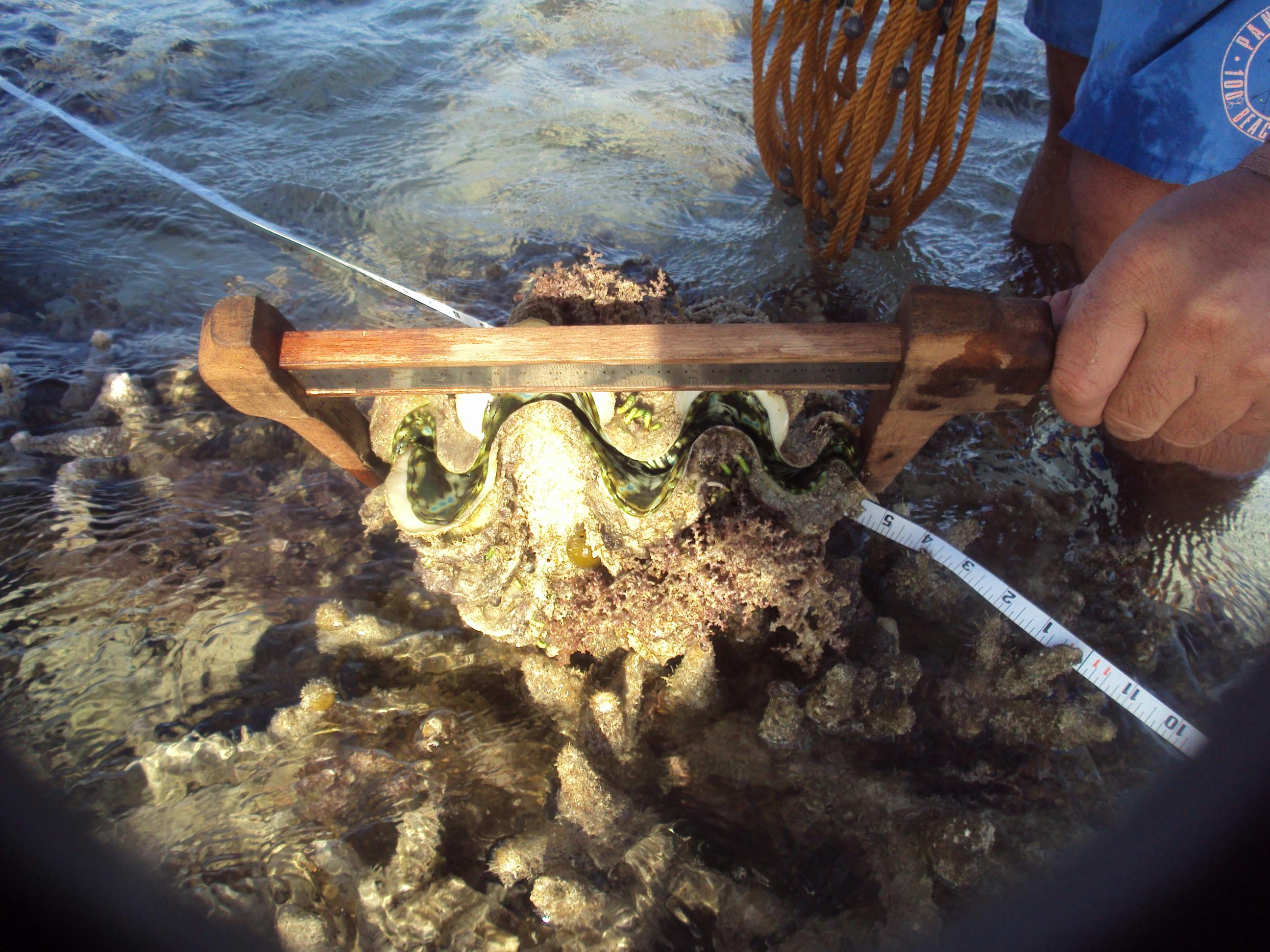 Roger Gasper - 写真