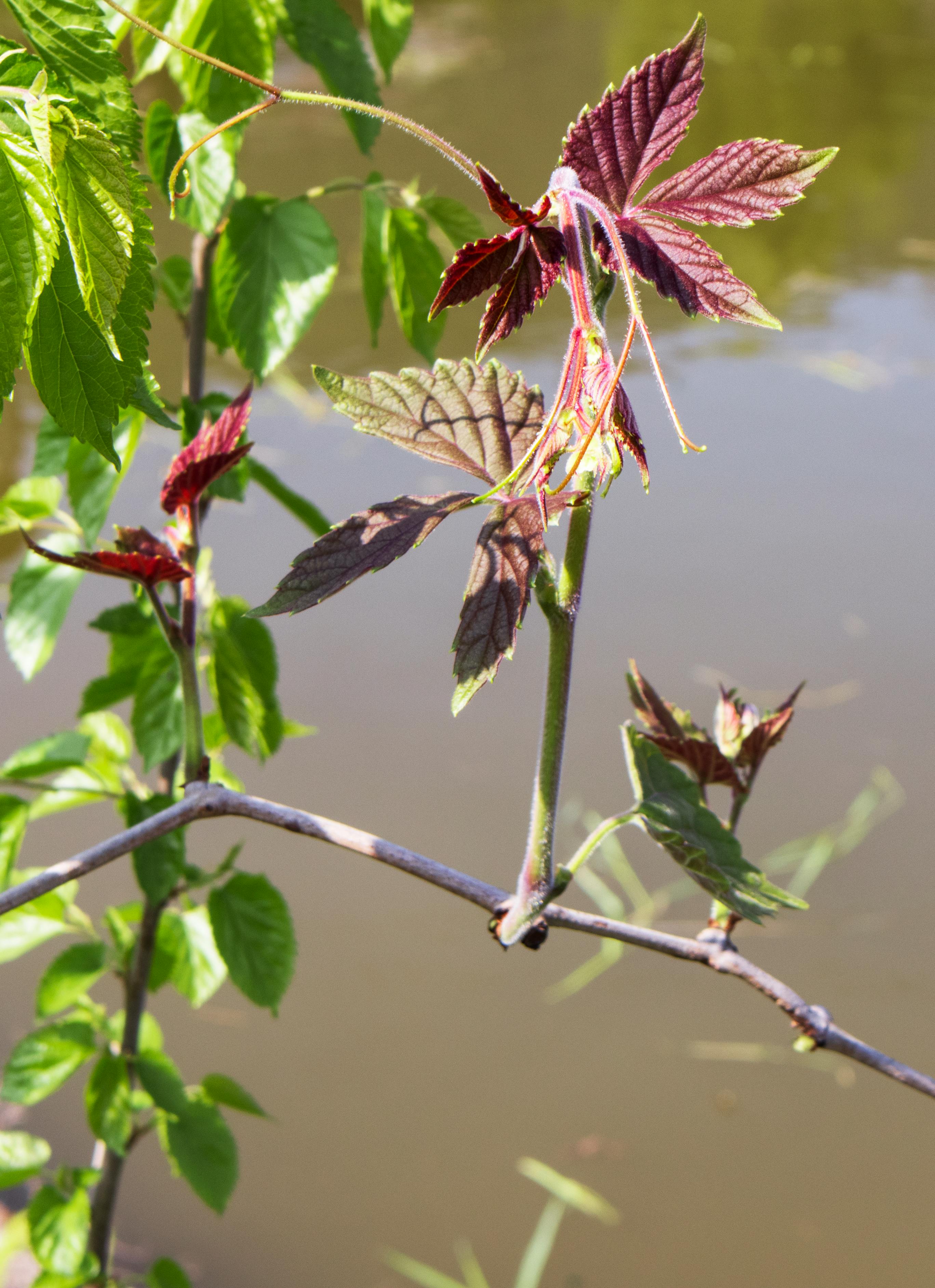 echo LIN - Photography