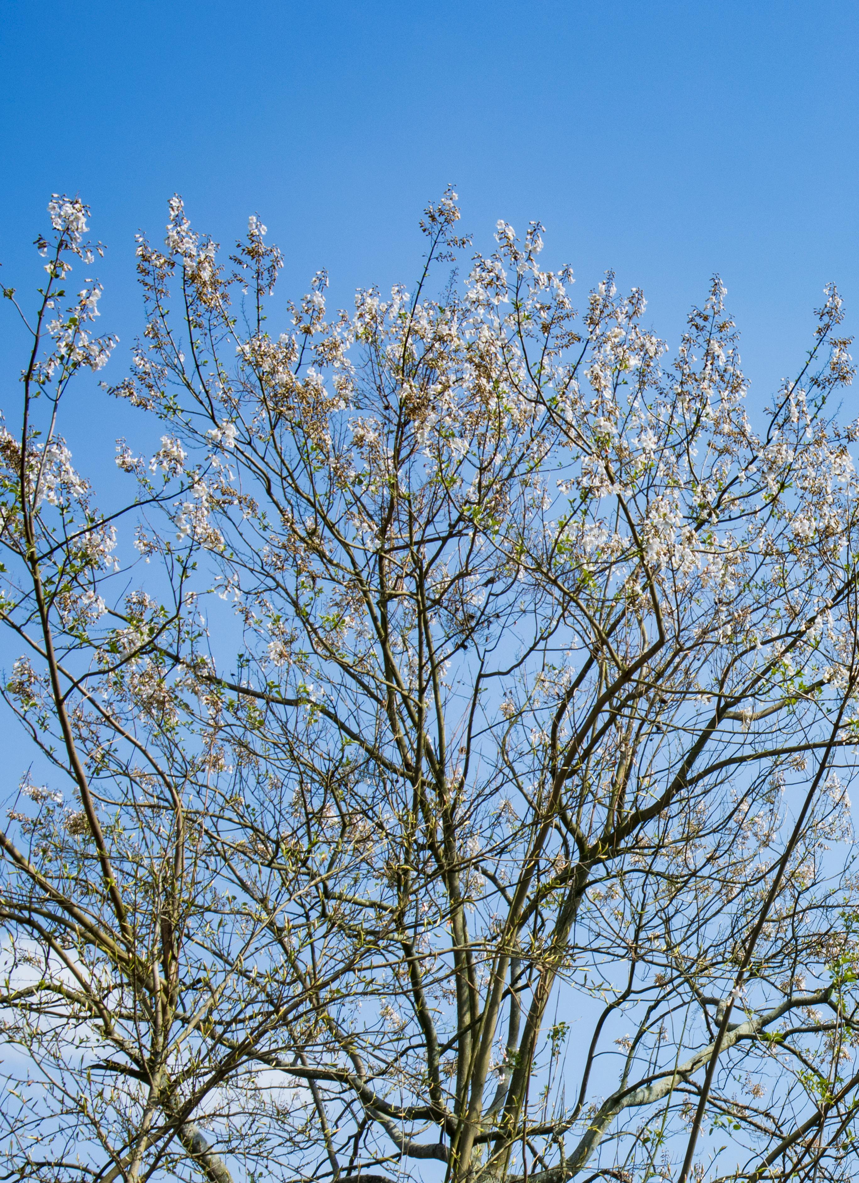 echo LIN - Photography